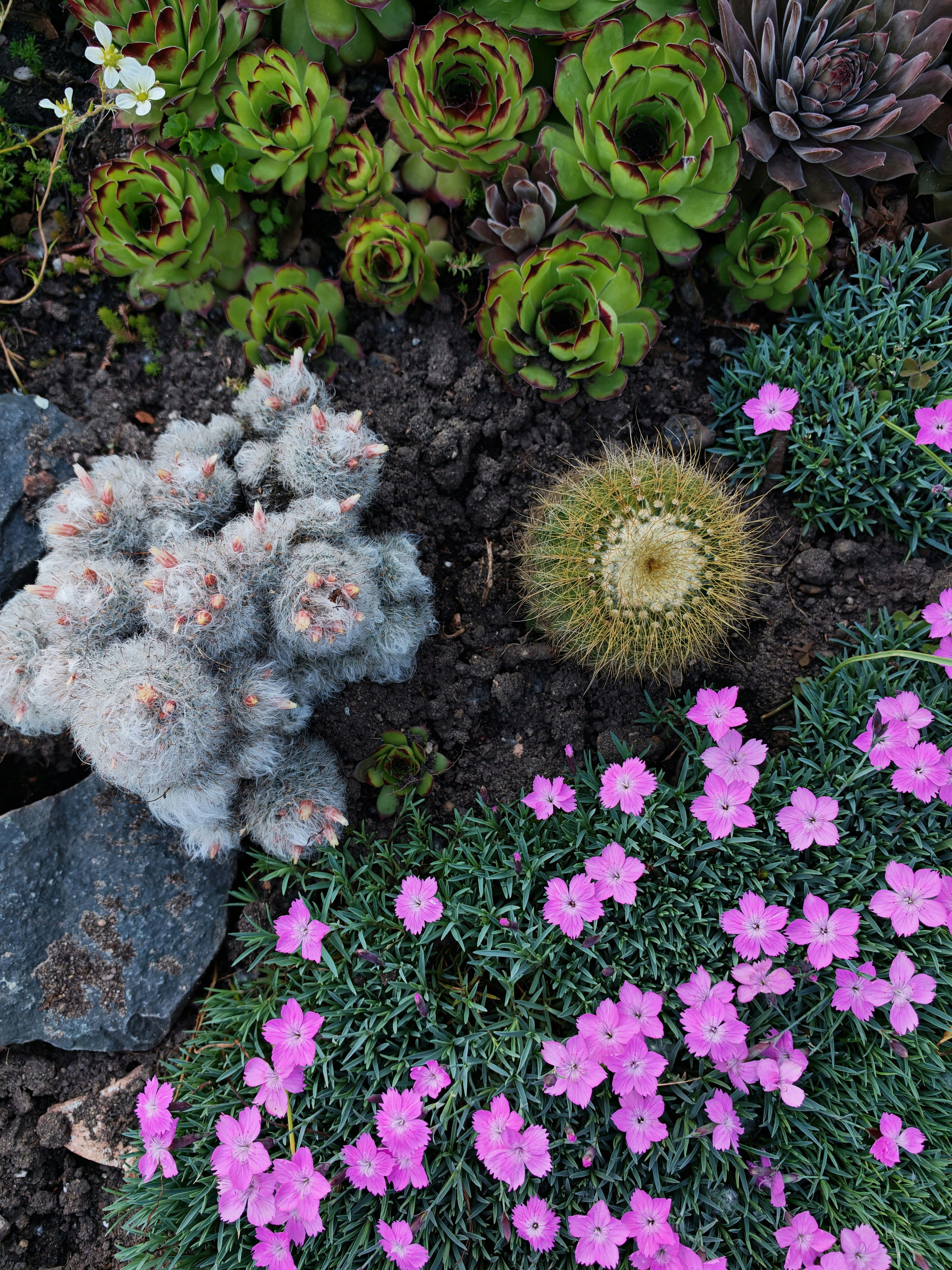 Colorful succulent rosettes and a fuzzy cactus cluster frame a sun-kissed garden bed with bright pink flowers and rich soil textures.