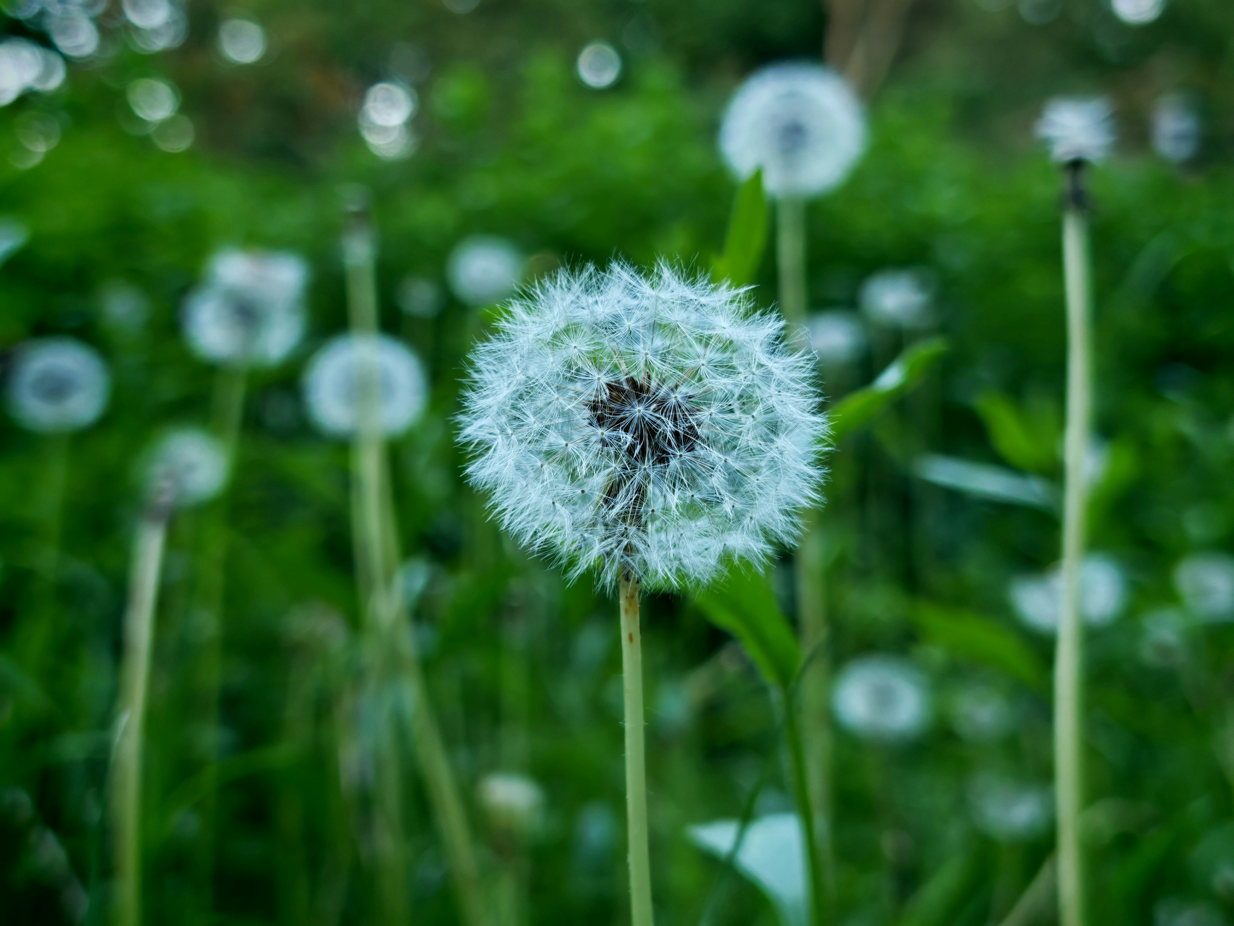 Dandelion Crown in a Quiet Meadow