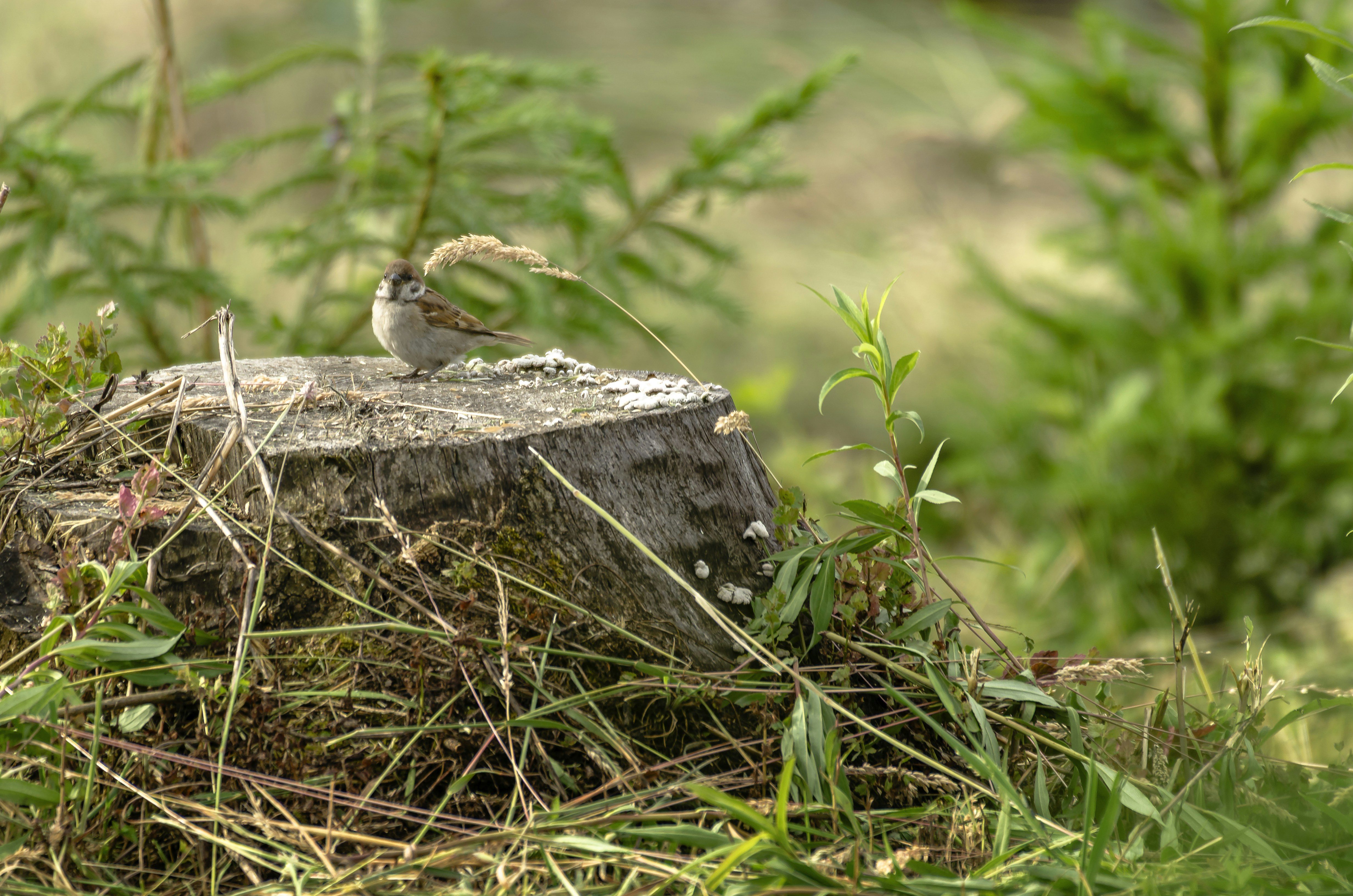 Tiny Watcher on a Mossy Stub