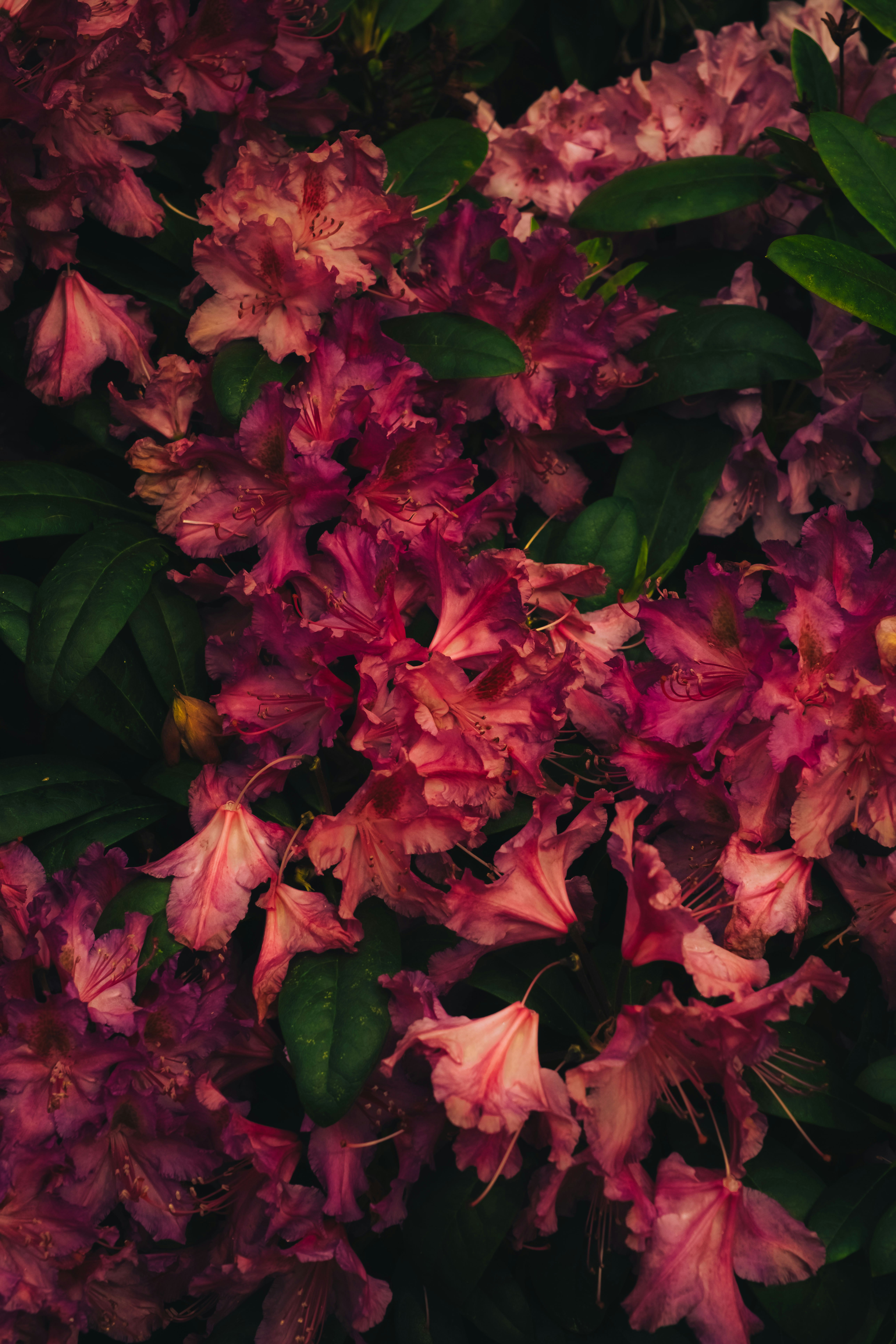 Crimson Blooms: A Velvet Cascade of Pink Azaleas