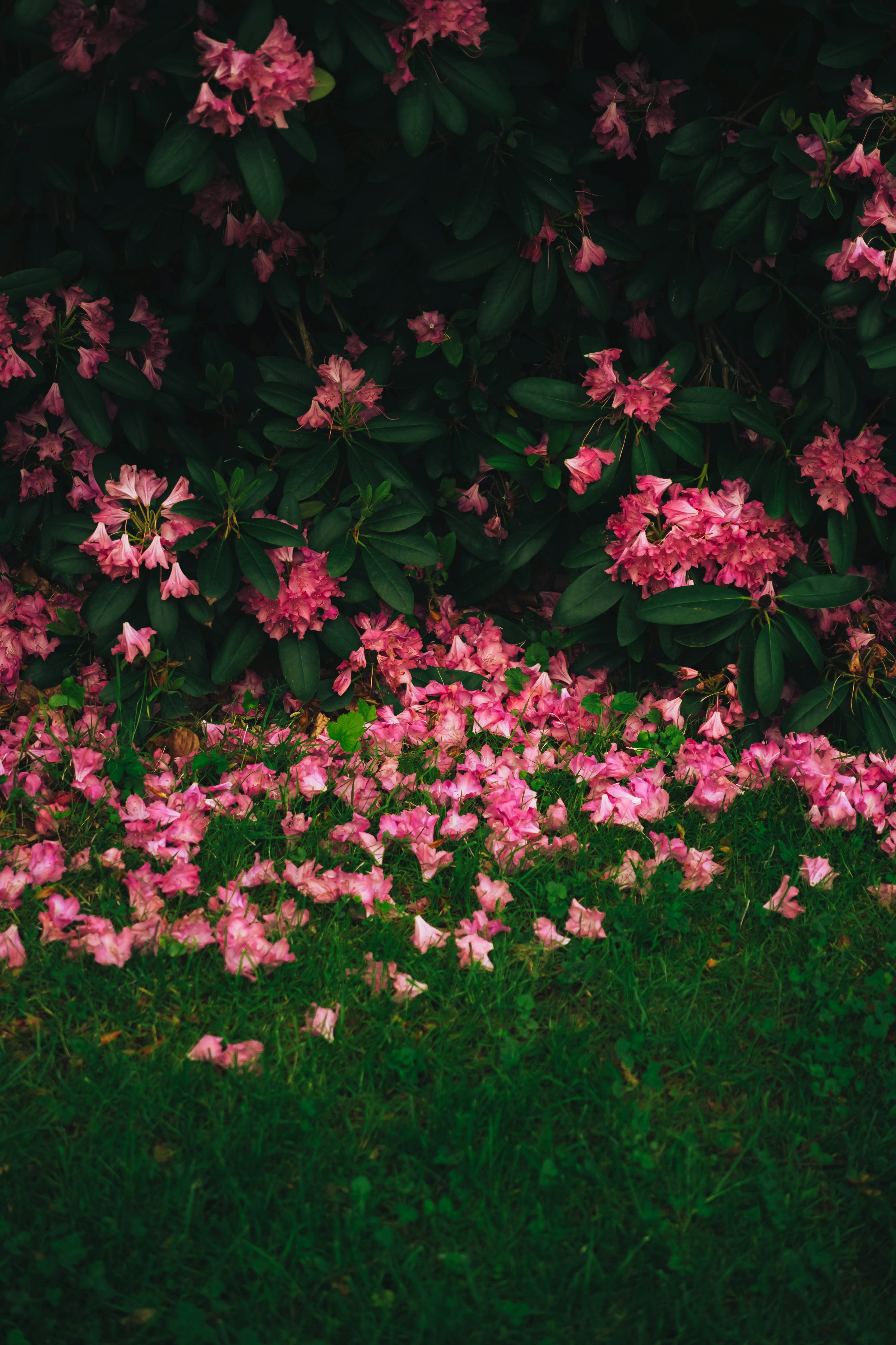Pink rhododendron flowers and fallen petals on green grass.