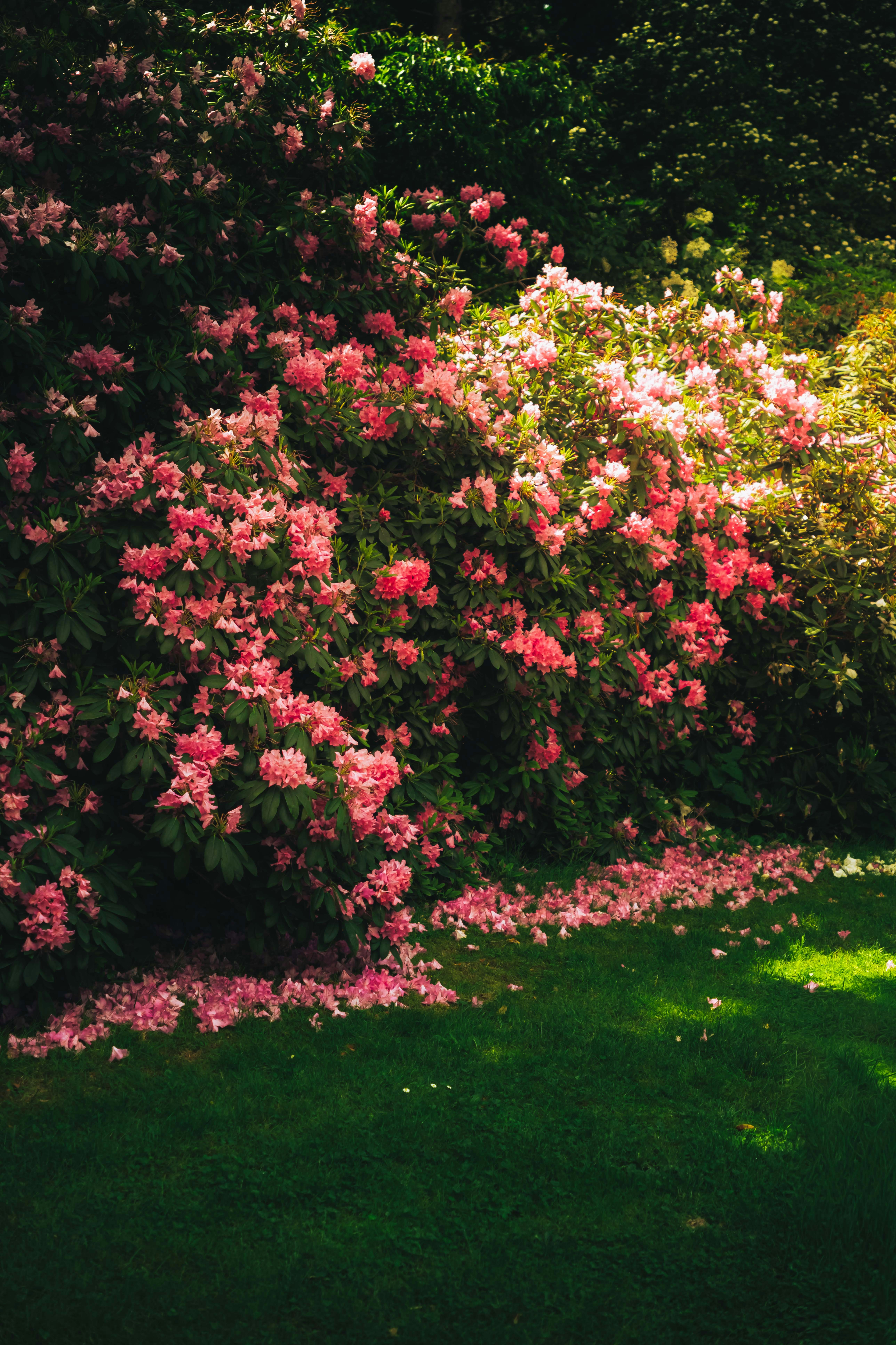 Sunlit azalea wave along the lawn