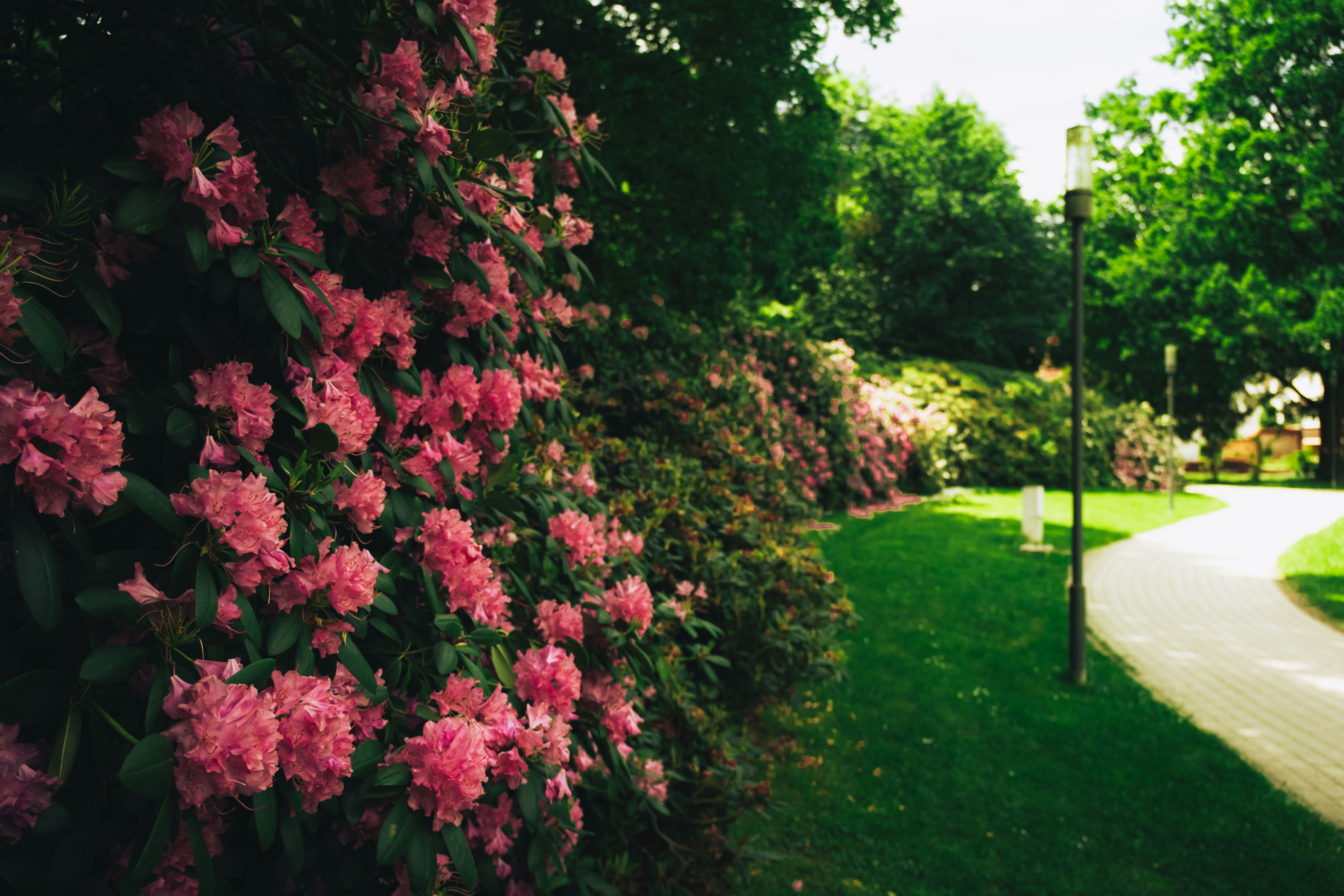 Pink Hydrangea Hedge Framing a Quiet Park Path