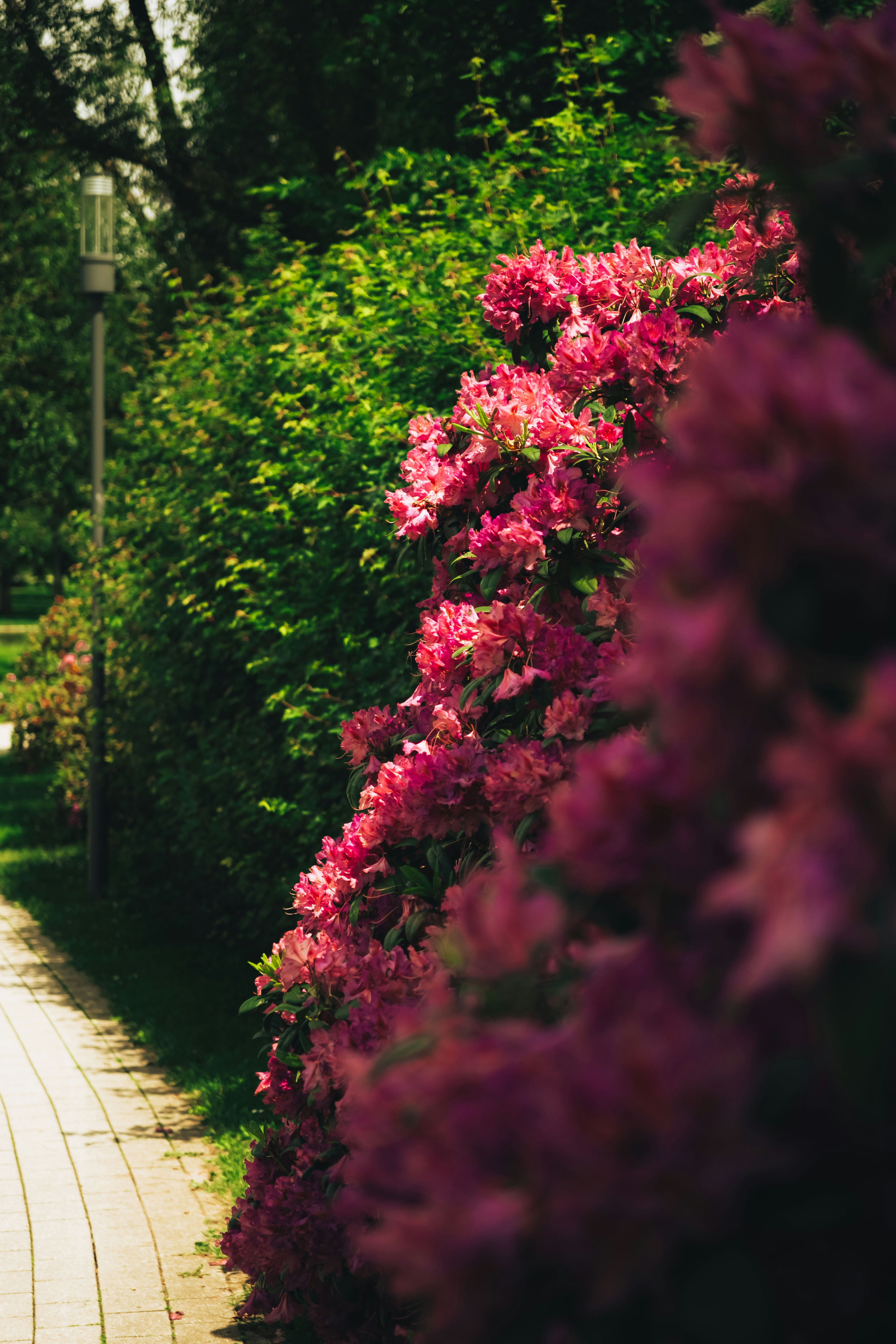 Pink Hydrangea Corridor: A Sunlit Path Framed by Blooms