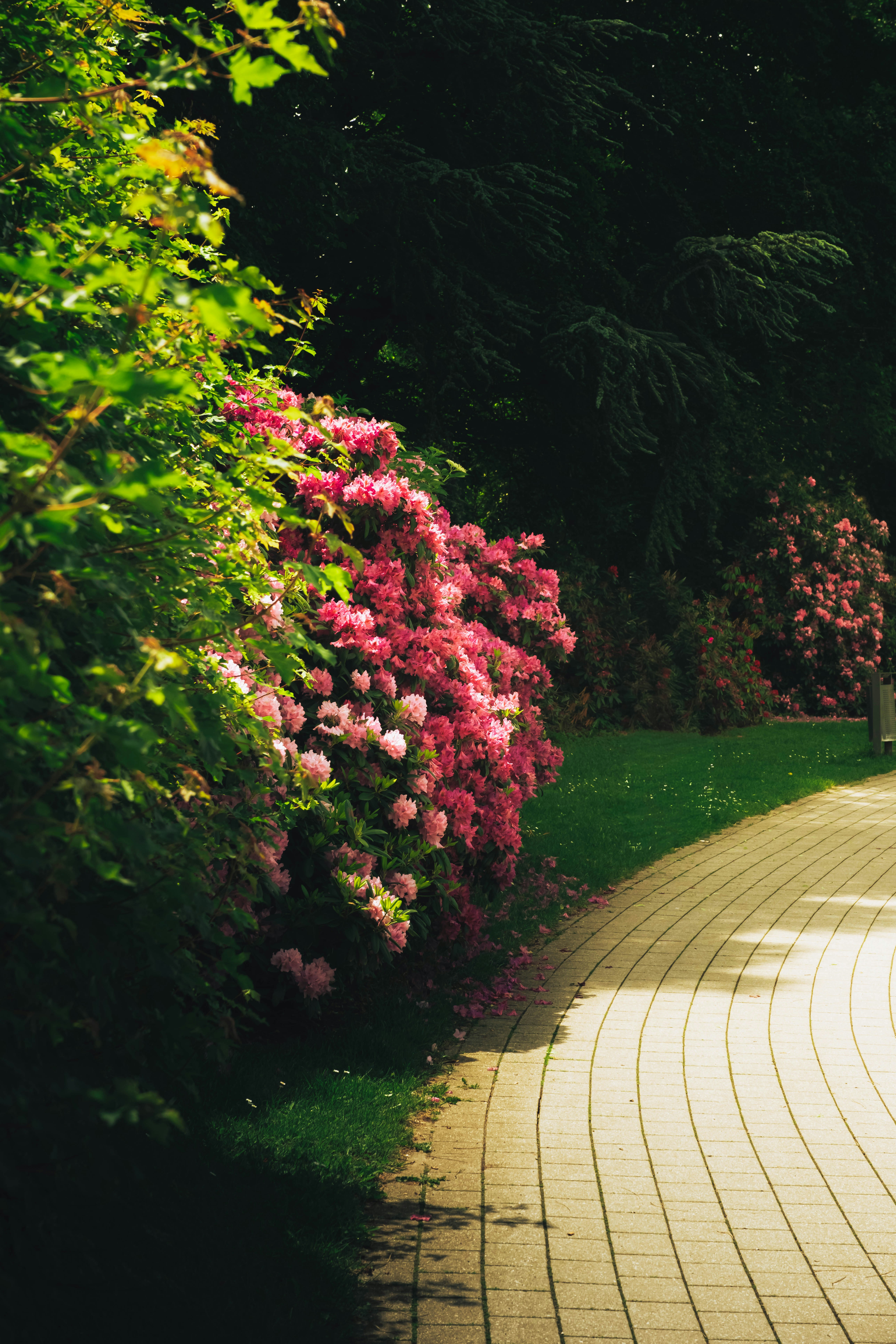 Sunlit azalea corridor: a winding garden path bathed in dappled shade