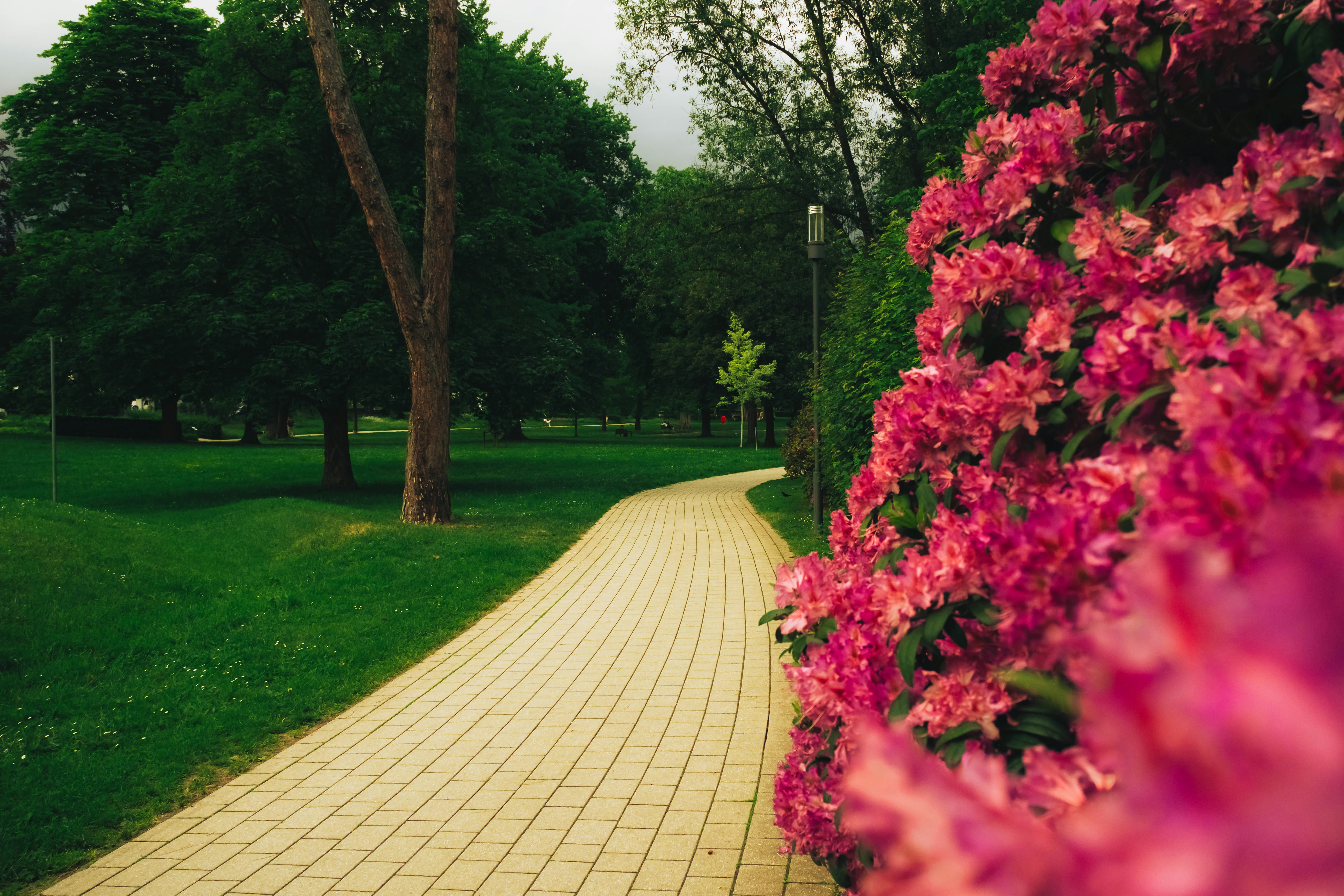 Boulevard of Blooming Pink