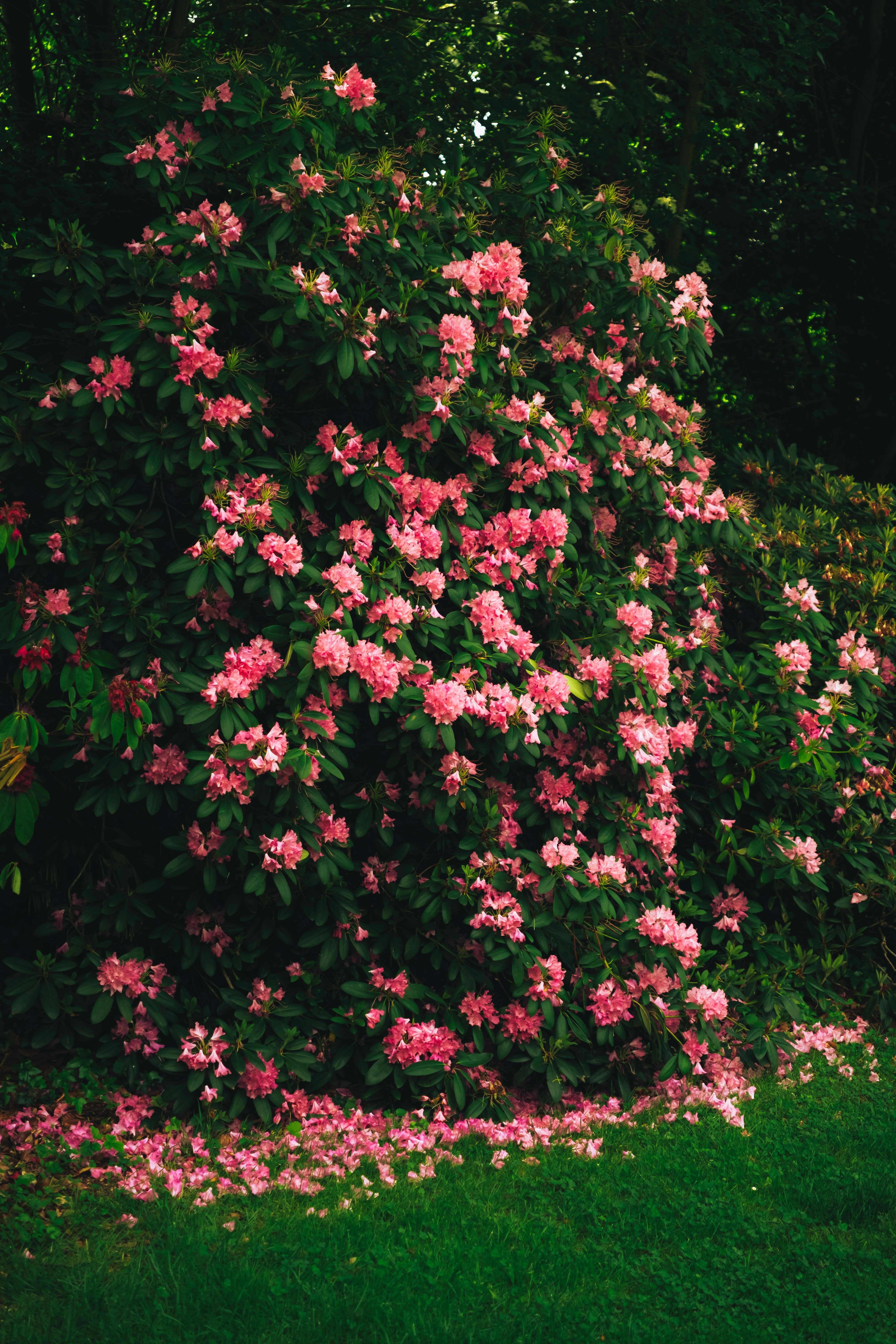 Pink Bloom Cascade at the Edge of a Lush Lawn