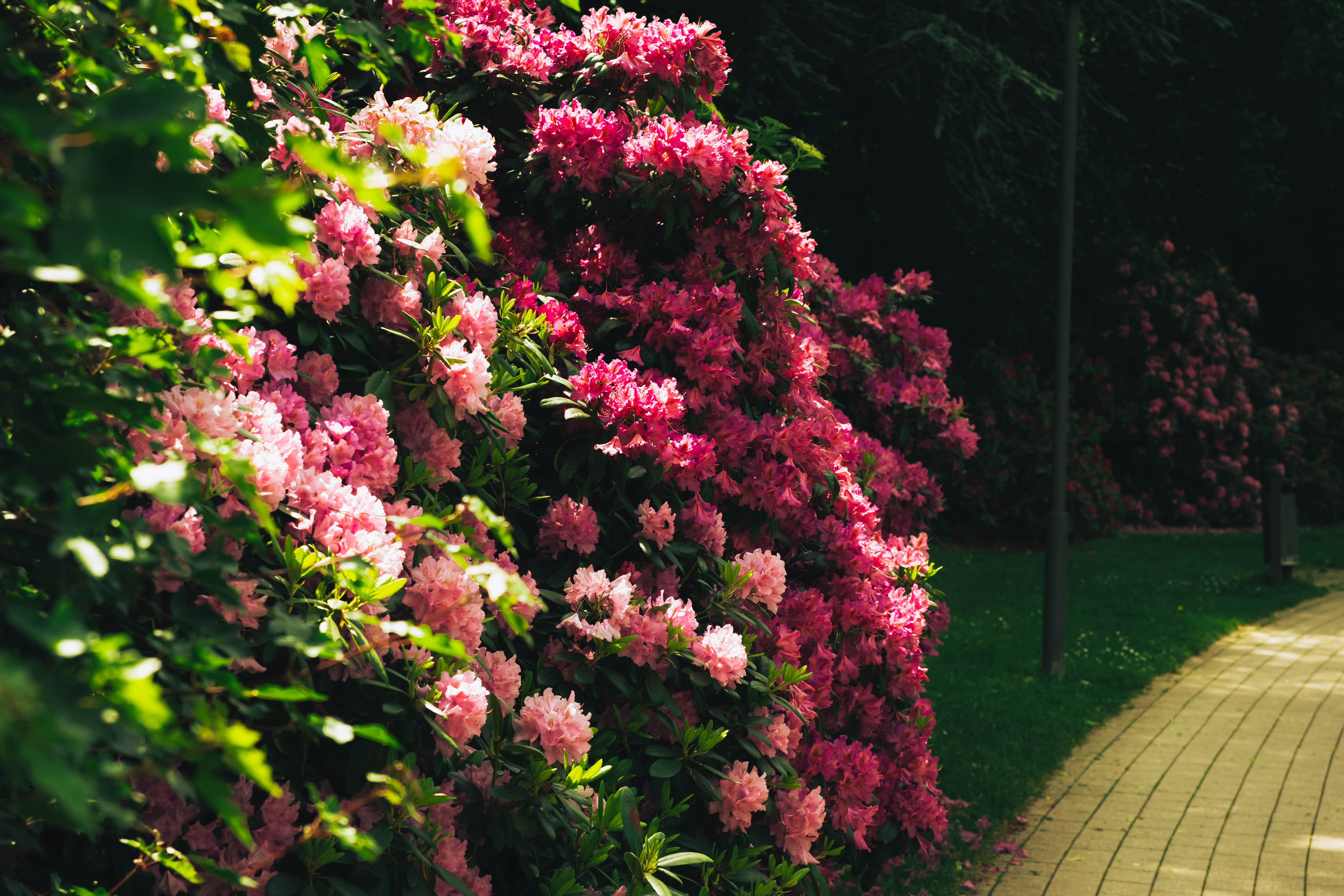 Rivers of Pink: A Nebula of Blooms along a Quiet Path