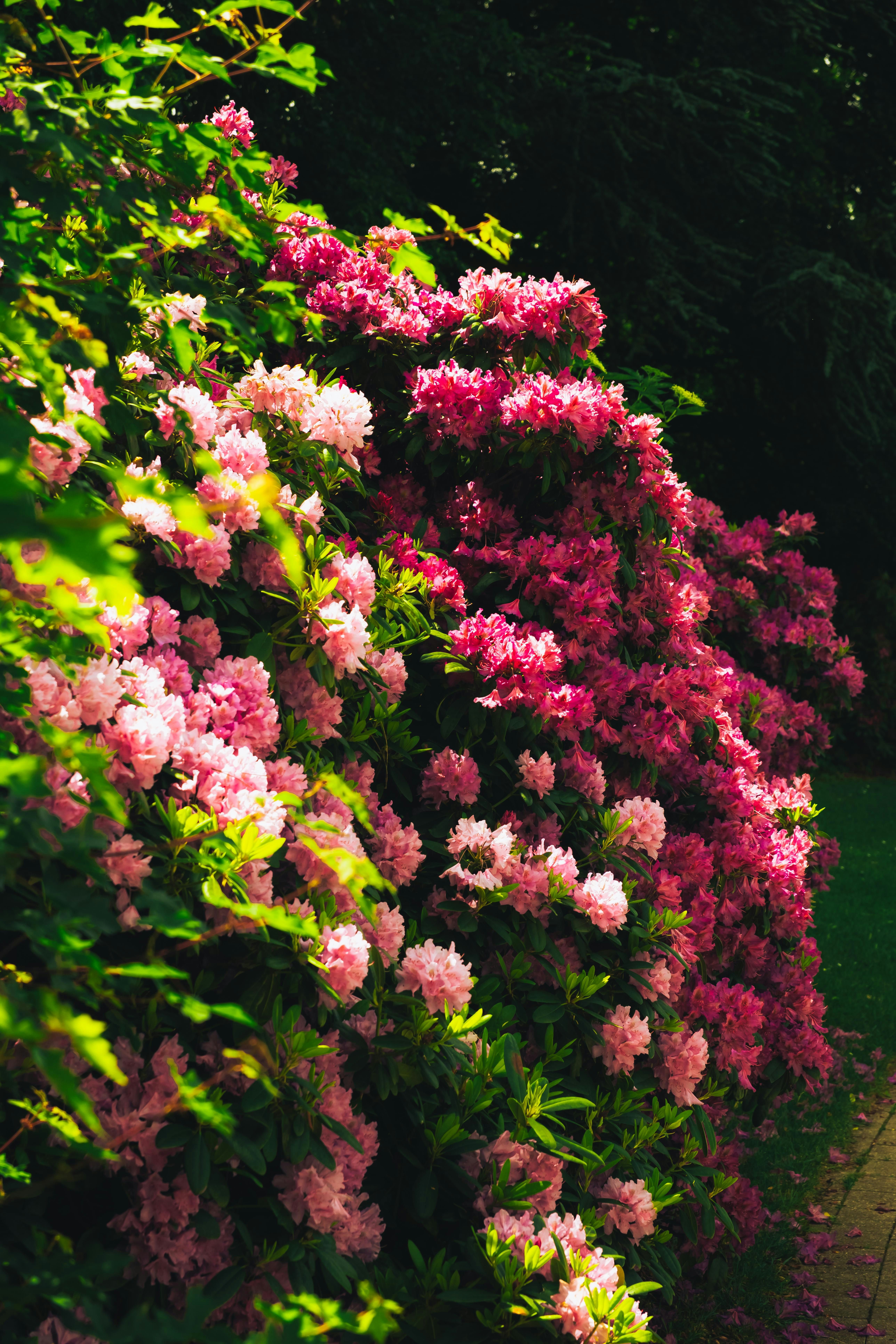 Pink Azalea Cascade in Dappled Garden Light
