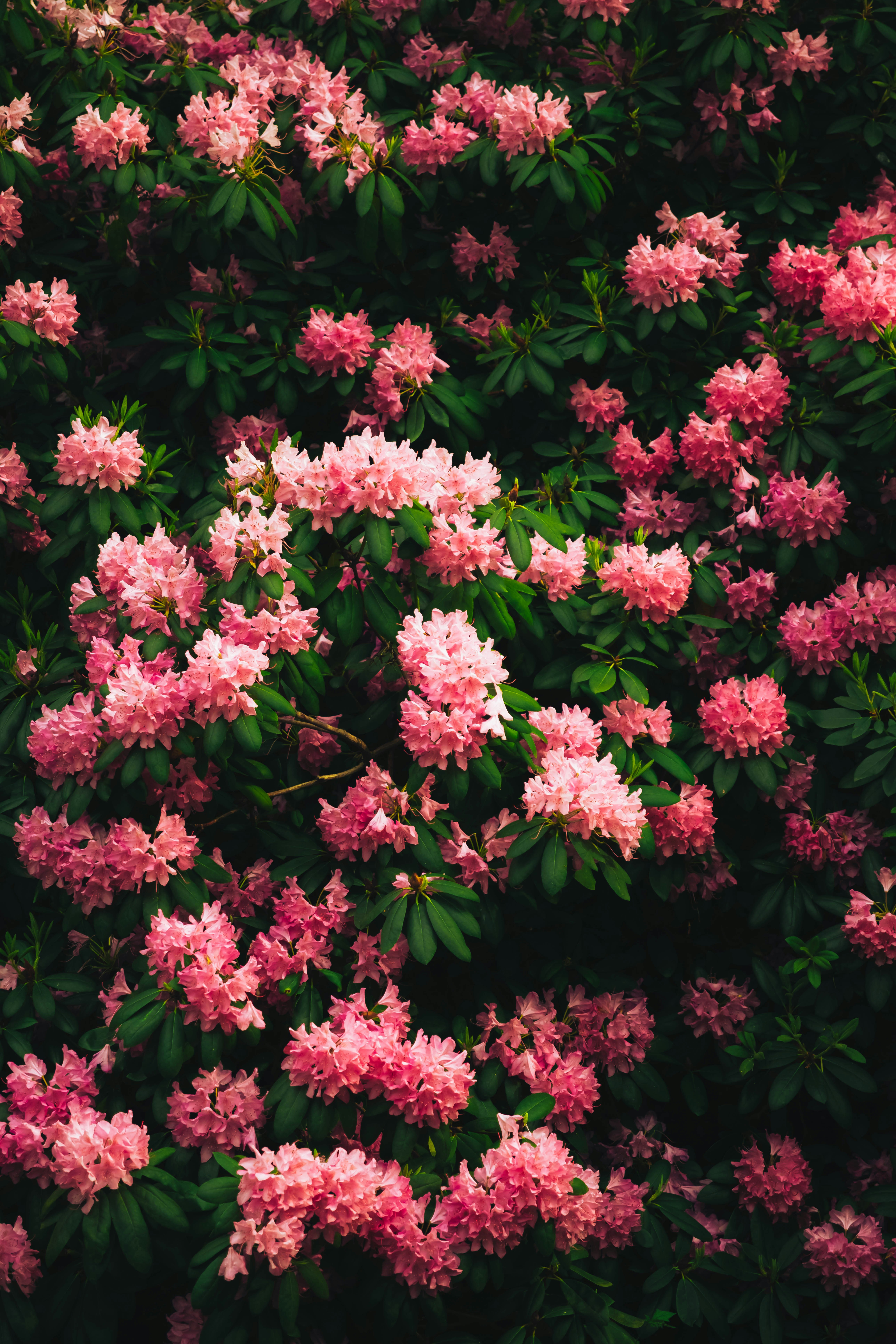  blush-pink rhododendrons weave a curtain of color