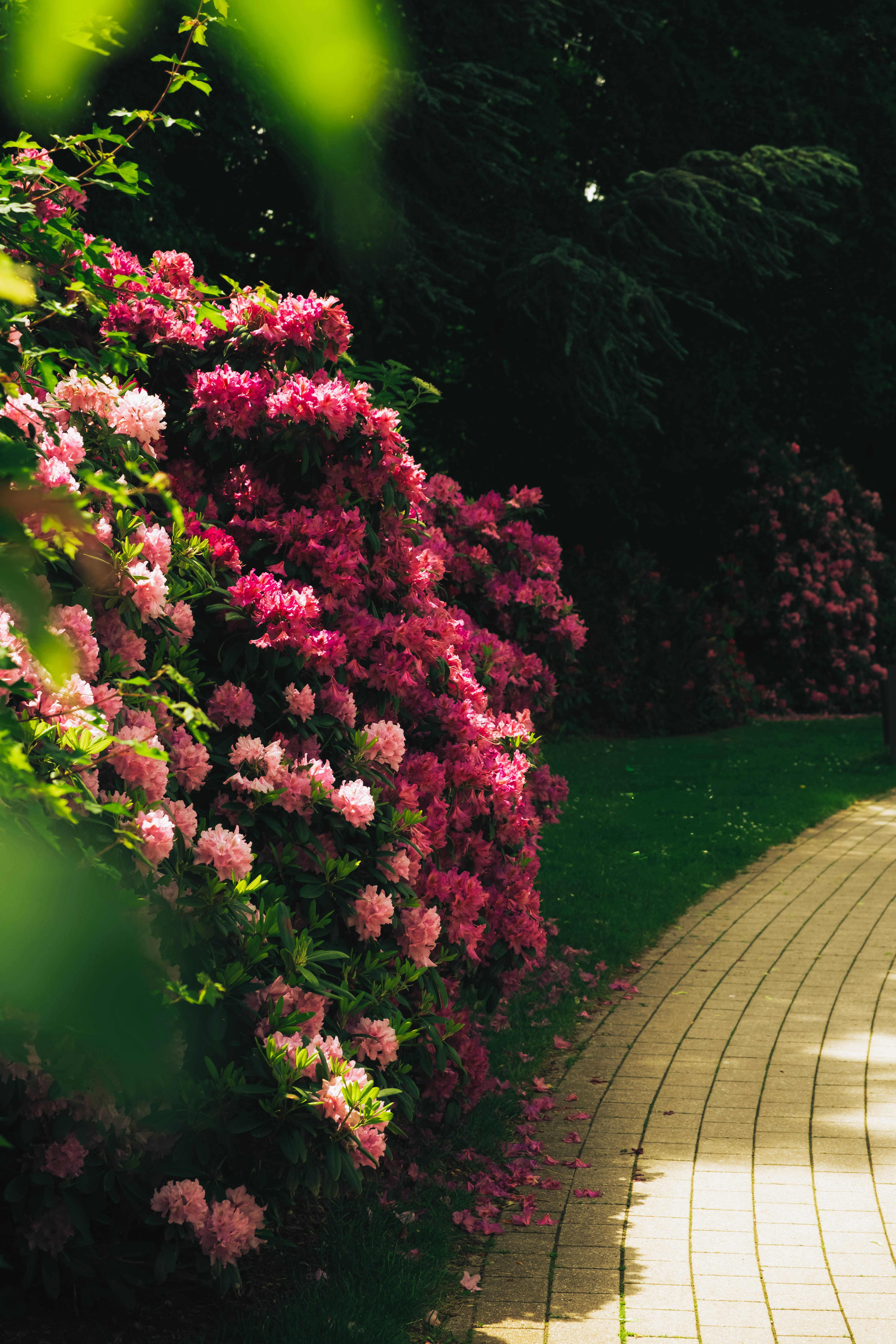 Sunlit Azalea Corridor Along a Winding Garden Path