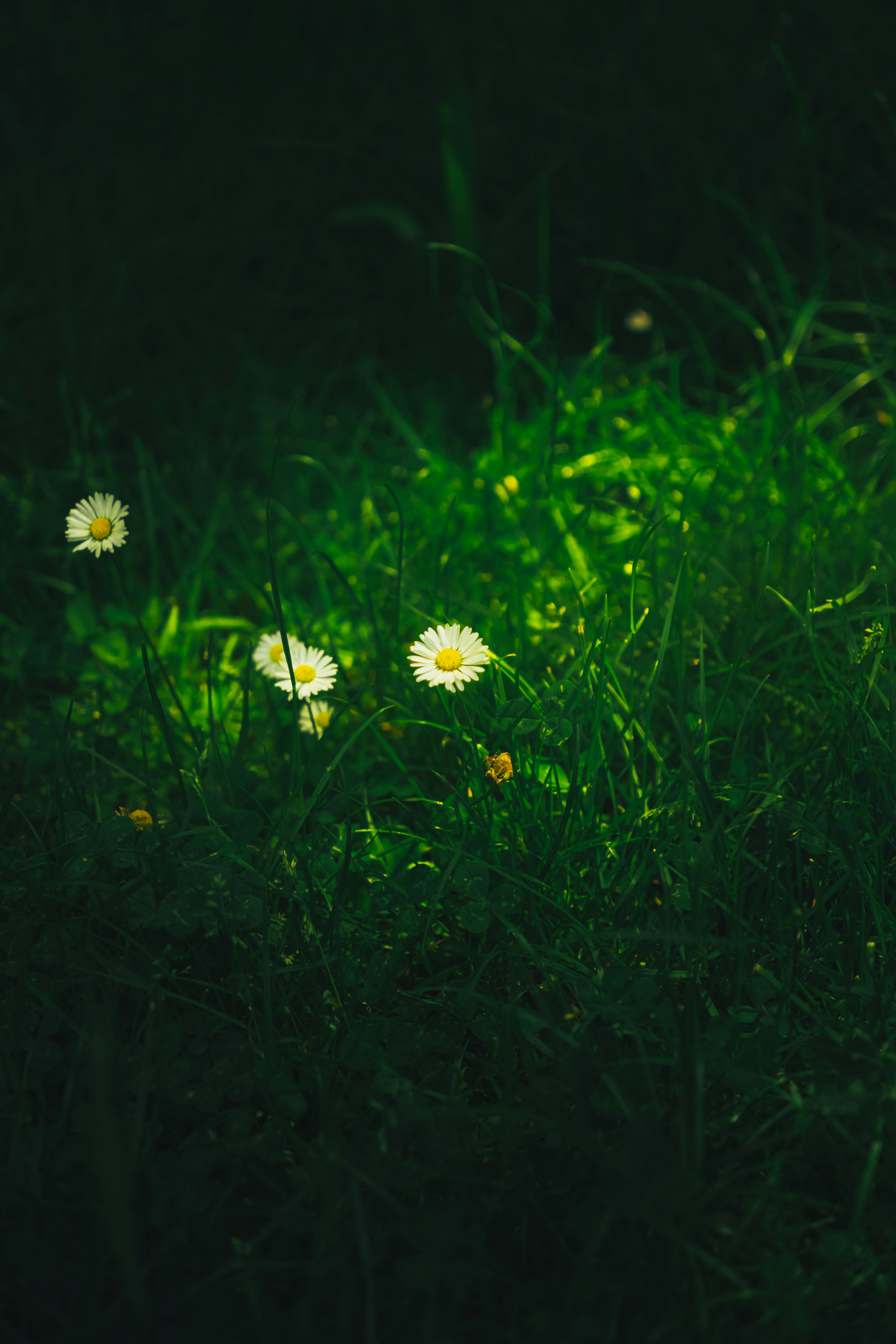 White daisies blooming in lush green grass with dappled sunlight.