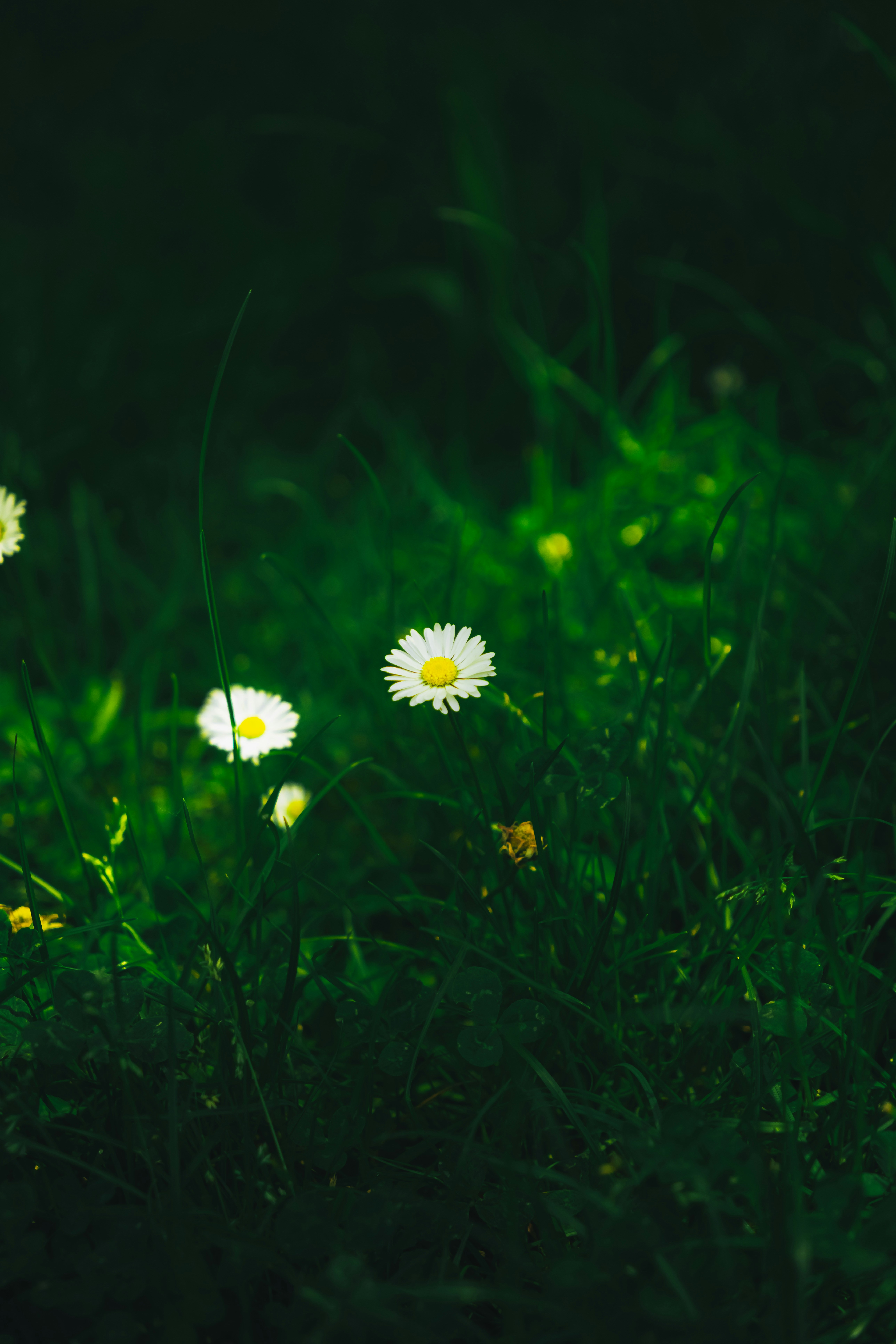 Daisy Spotlight in a Quiet Meadow