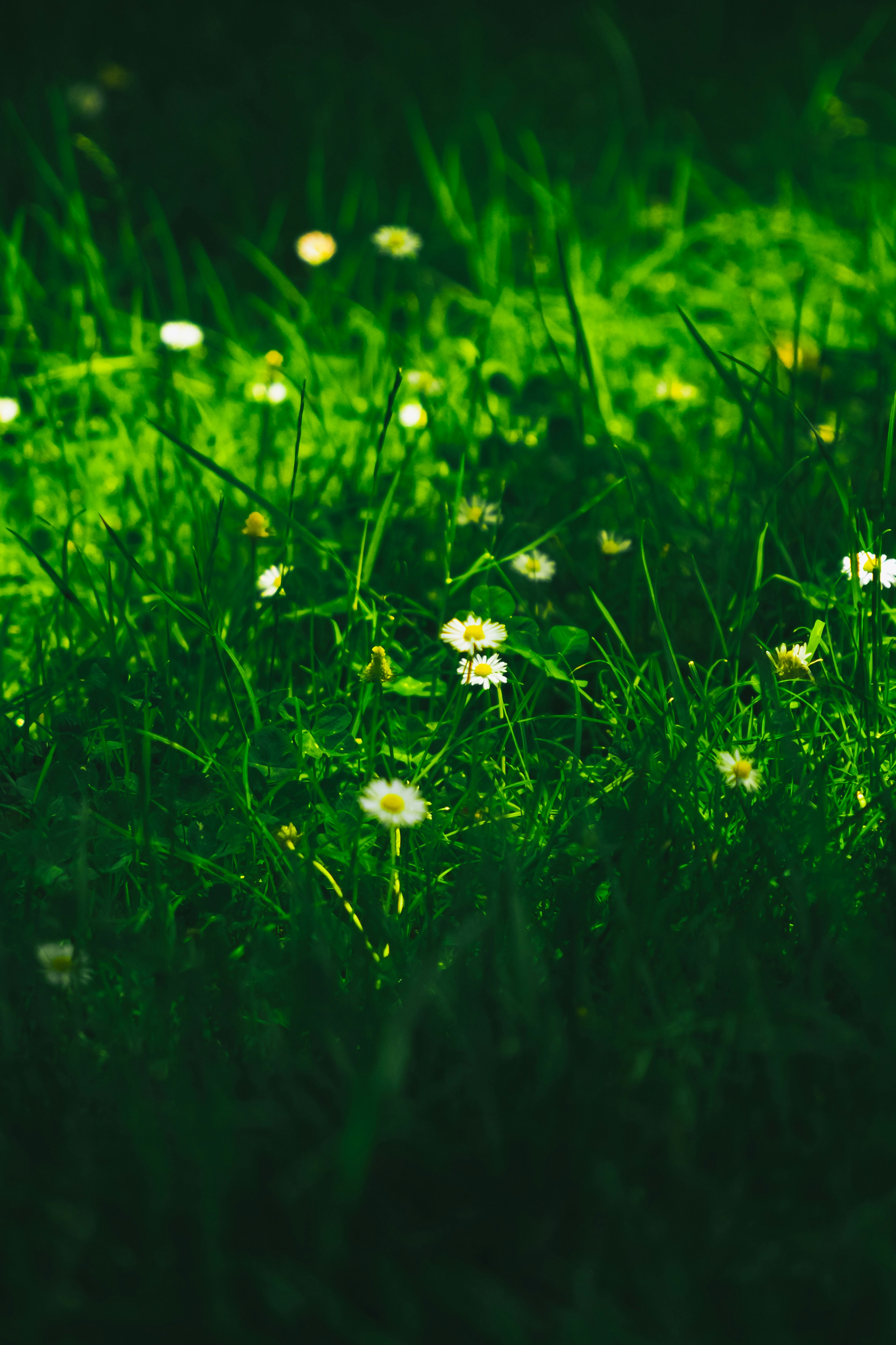 Daisies in the Sunlit Meadow