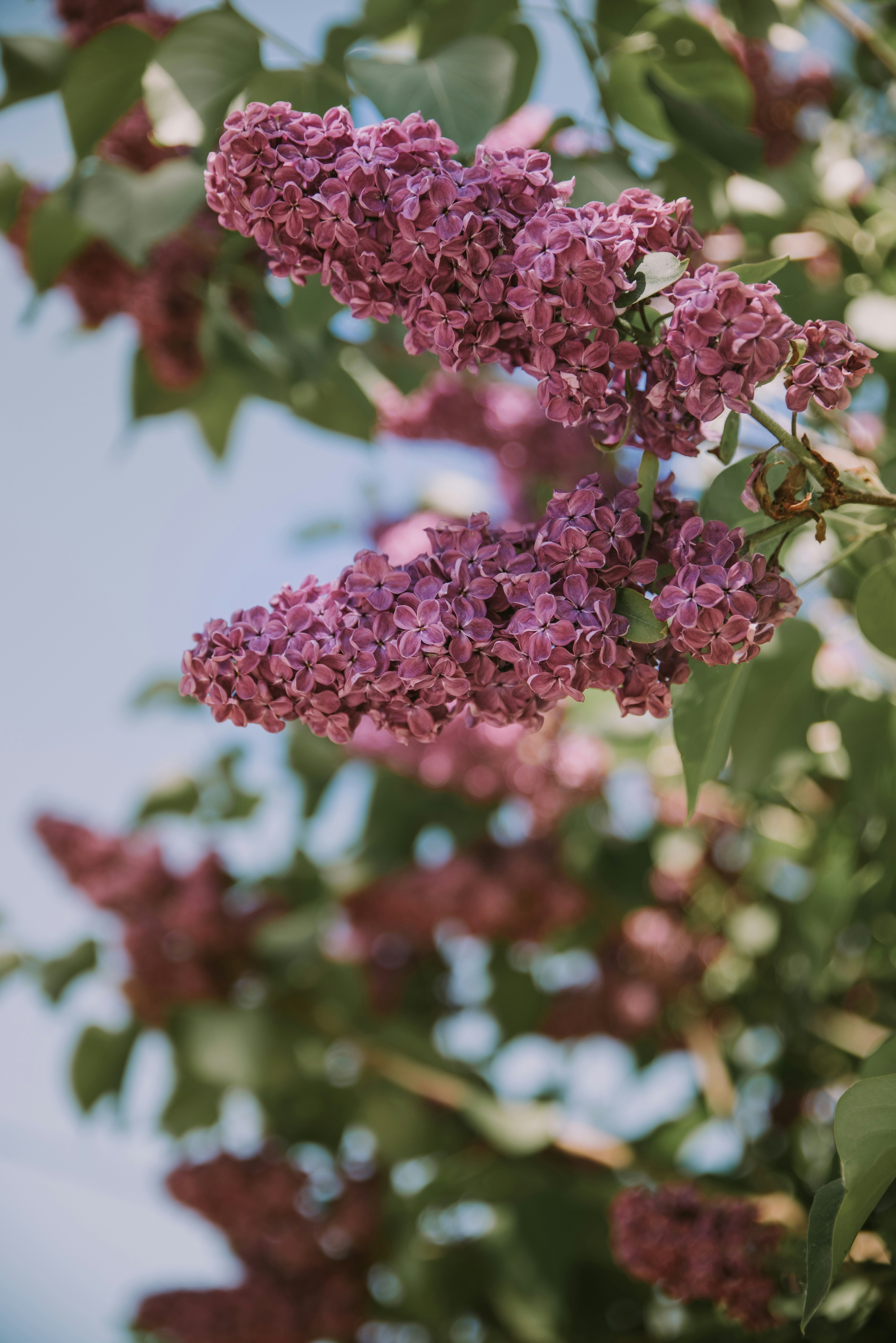 Lilac Flush: a clustered bloom against a sunlit blue backdrop
