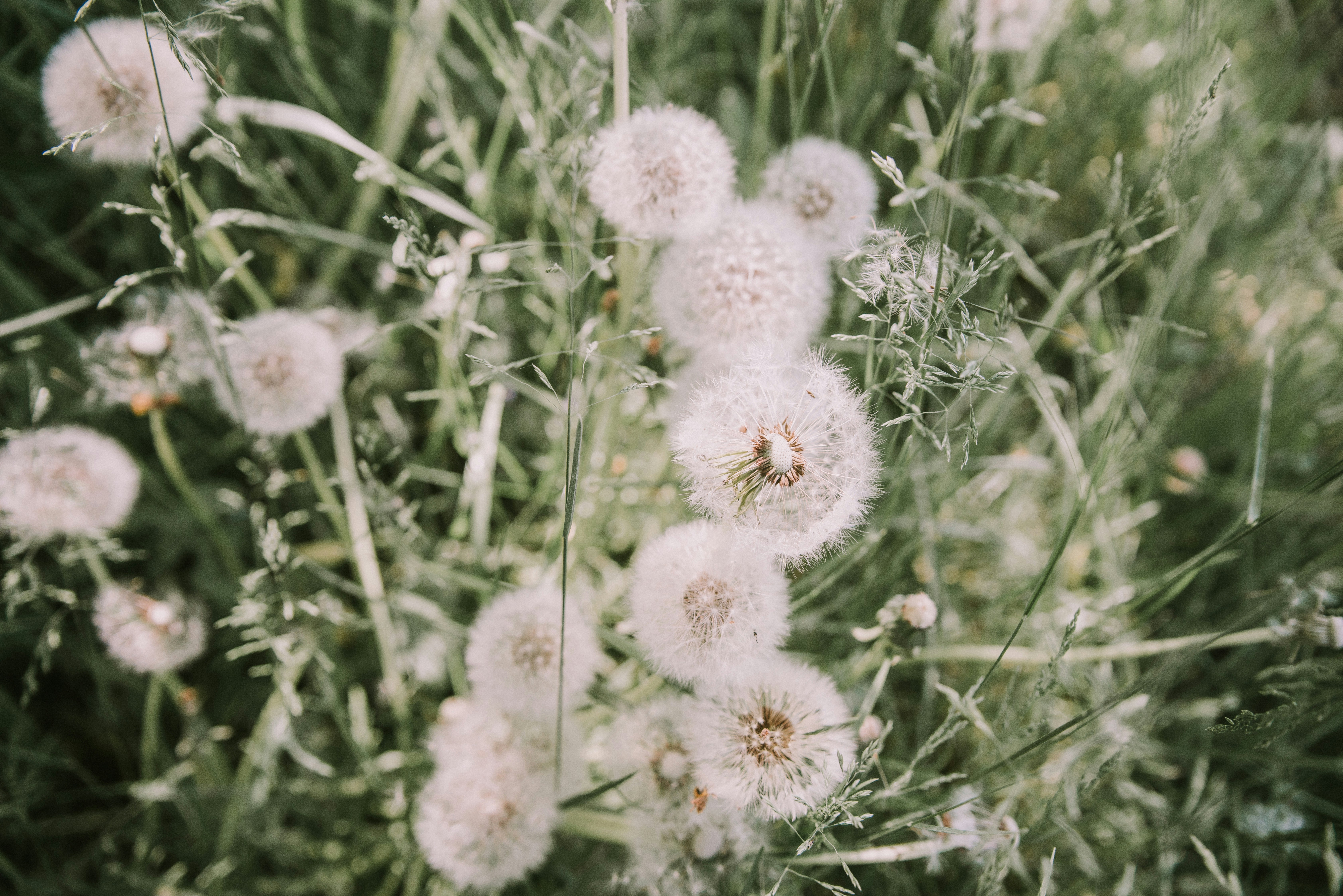 Soft Bursts: Dandelion Heads Transformed by Morning Light