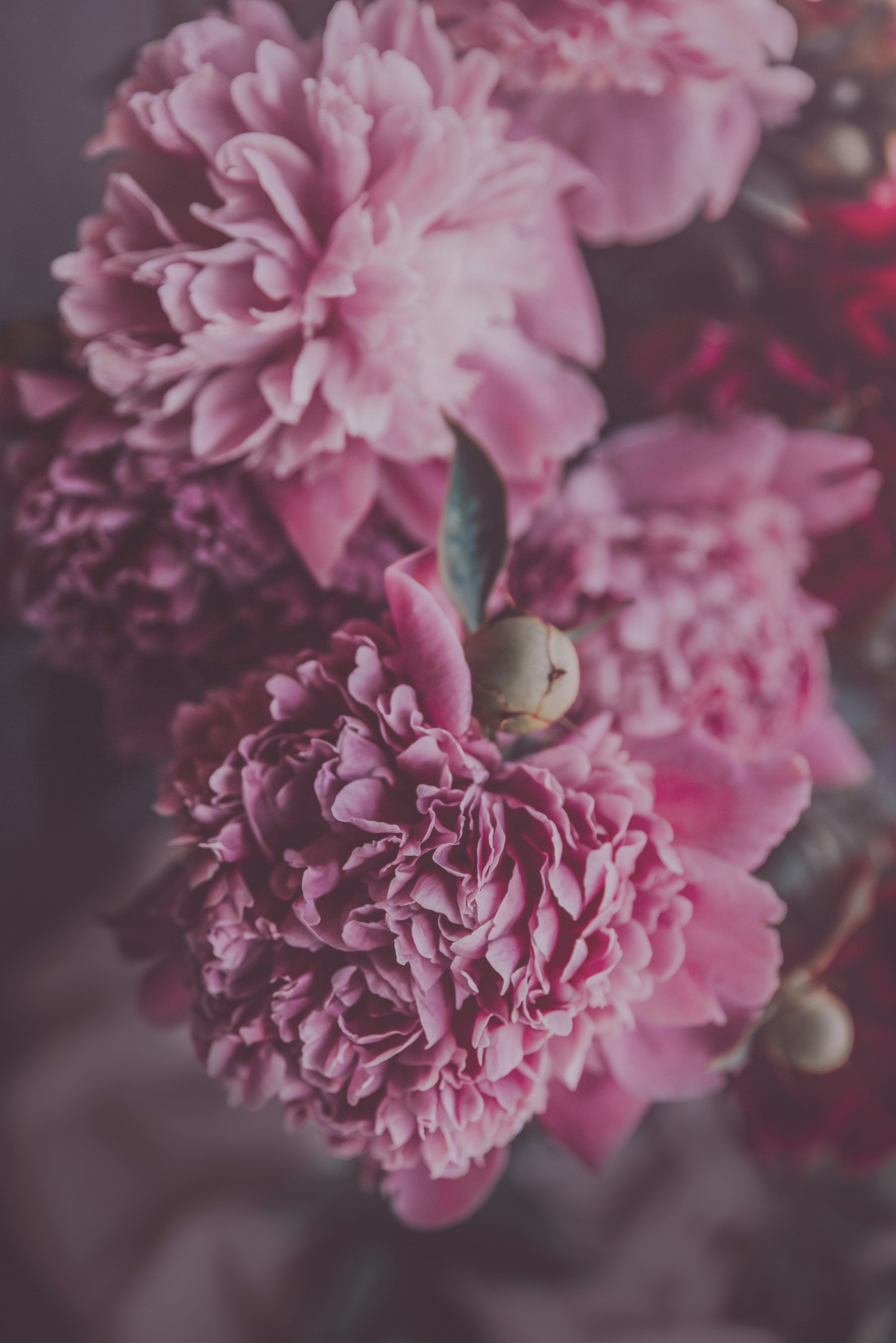 Soft Bloom: Pink Peonies in a Velvet Blur