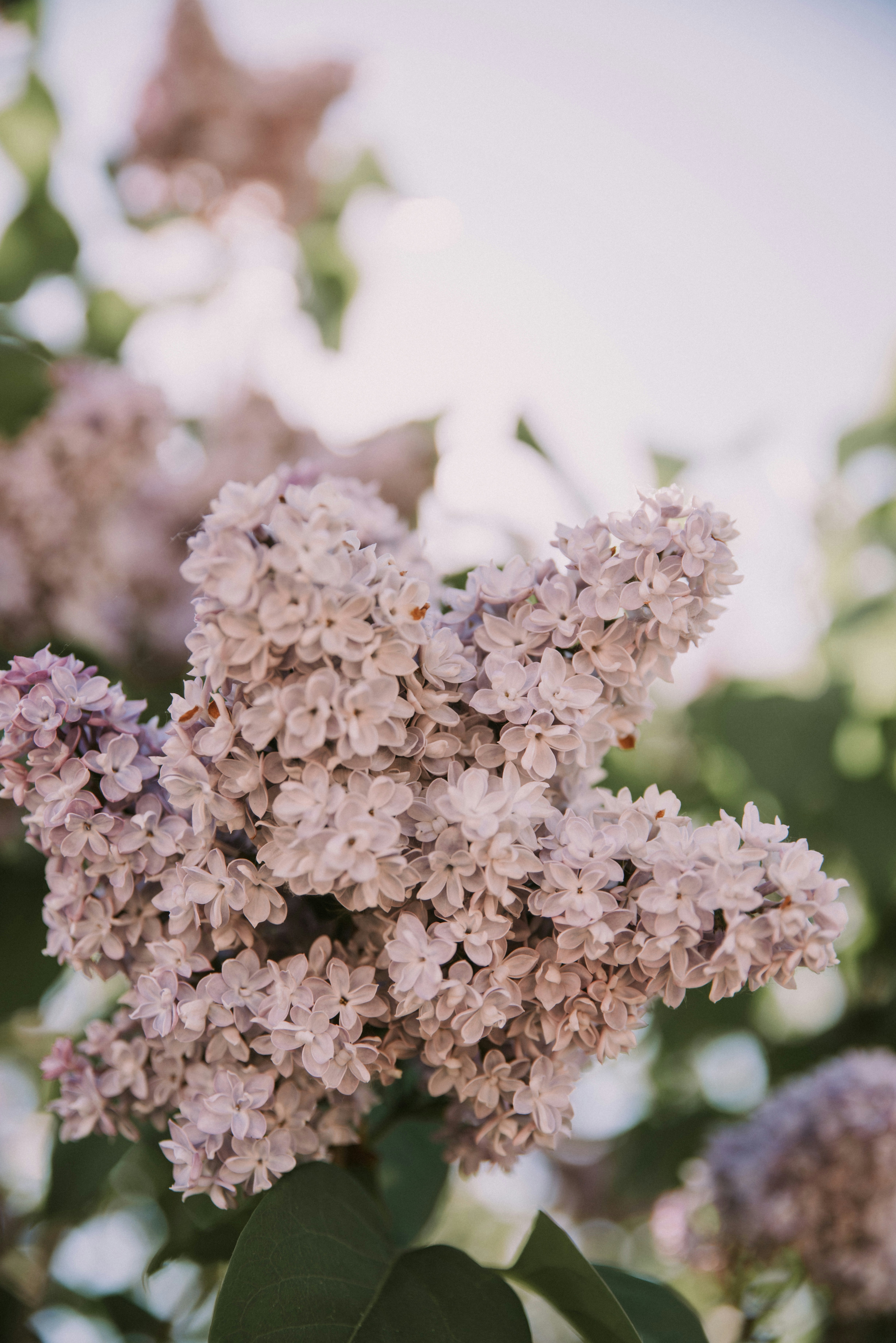 Lilac Bloom in Soft Afternoon Light
