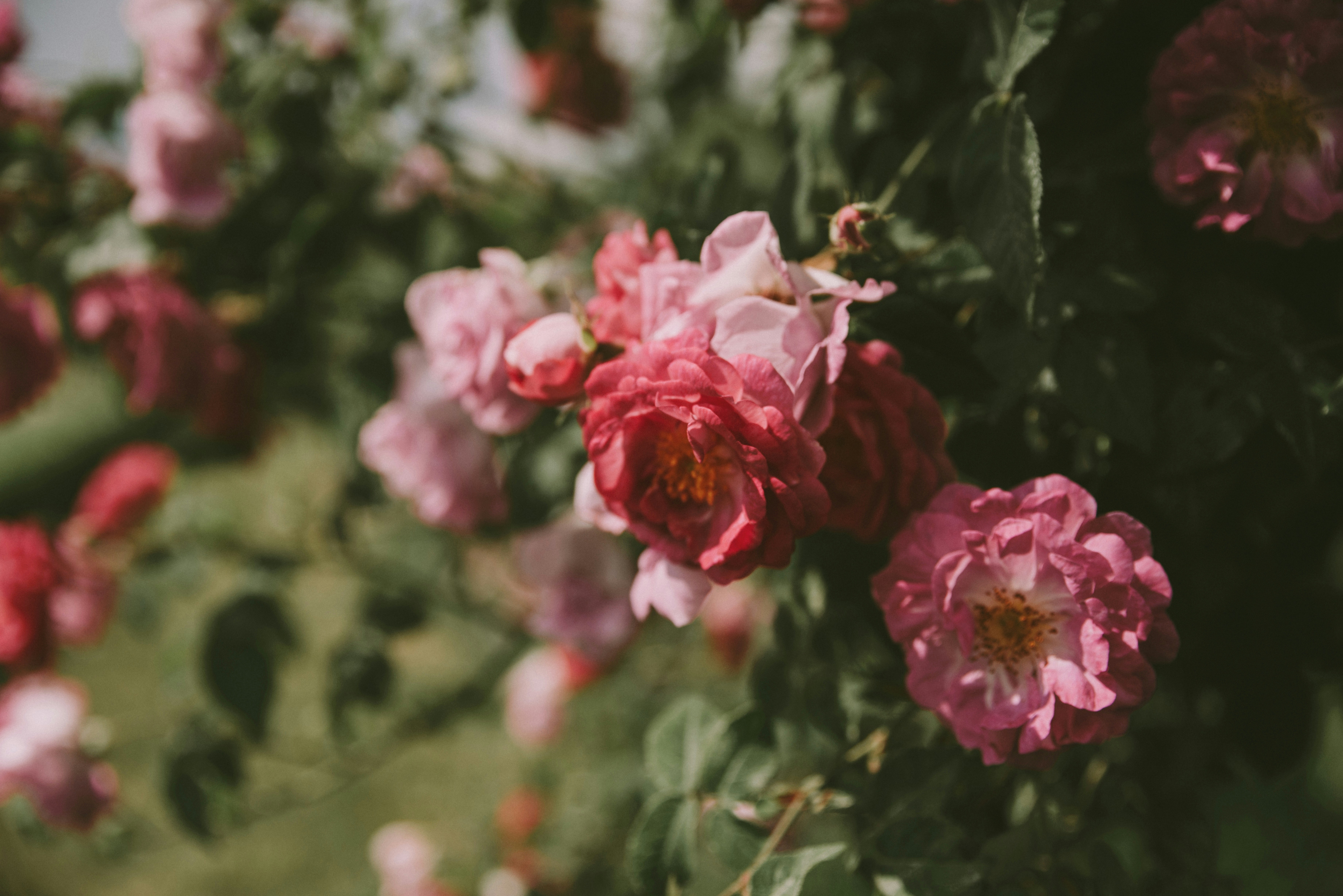 Rose Corridor: A Soft Bloom in Evening Light