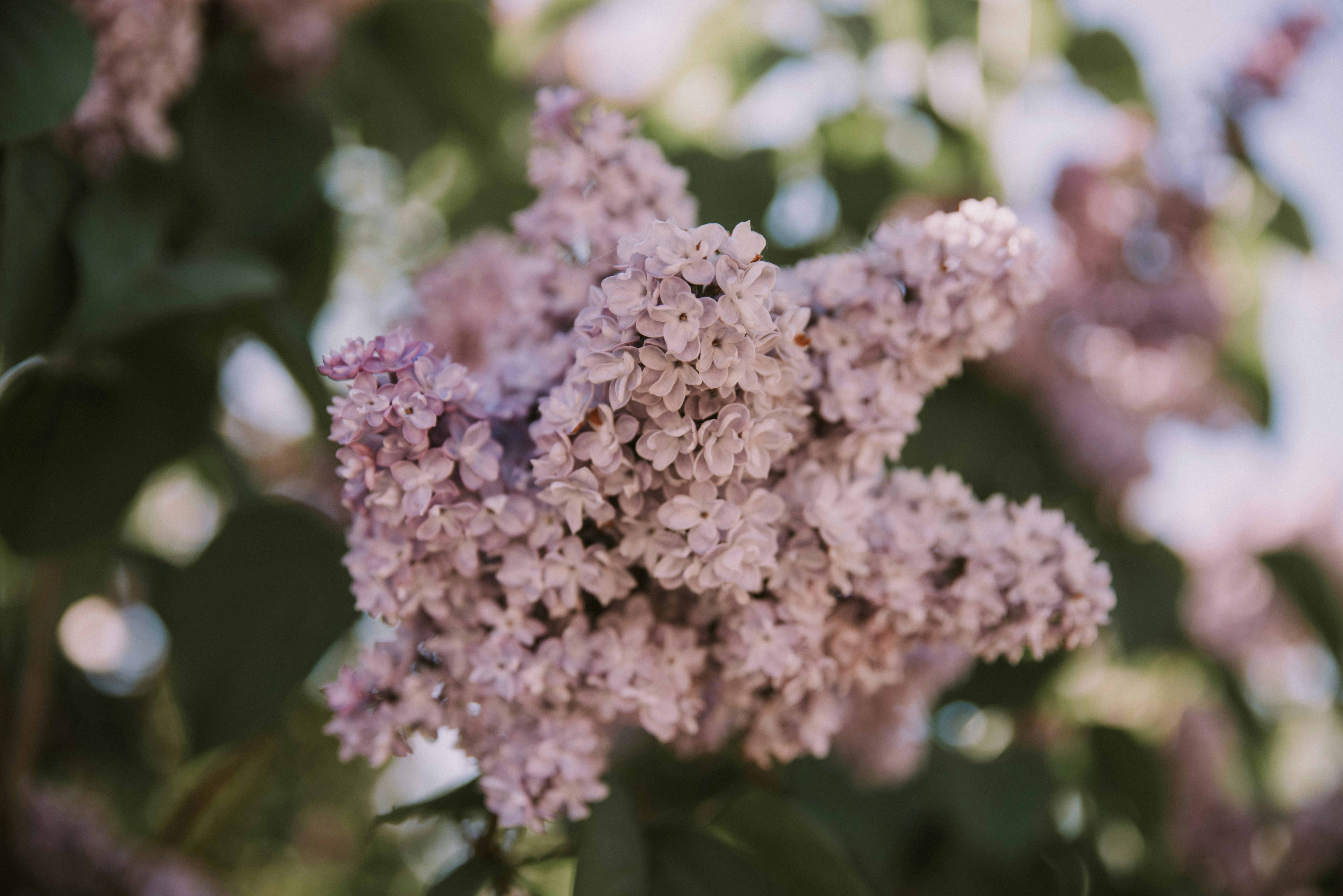 Vibrant purple lilac flowers blooming on a bush.