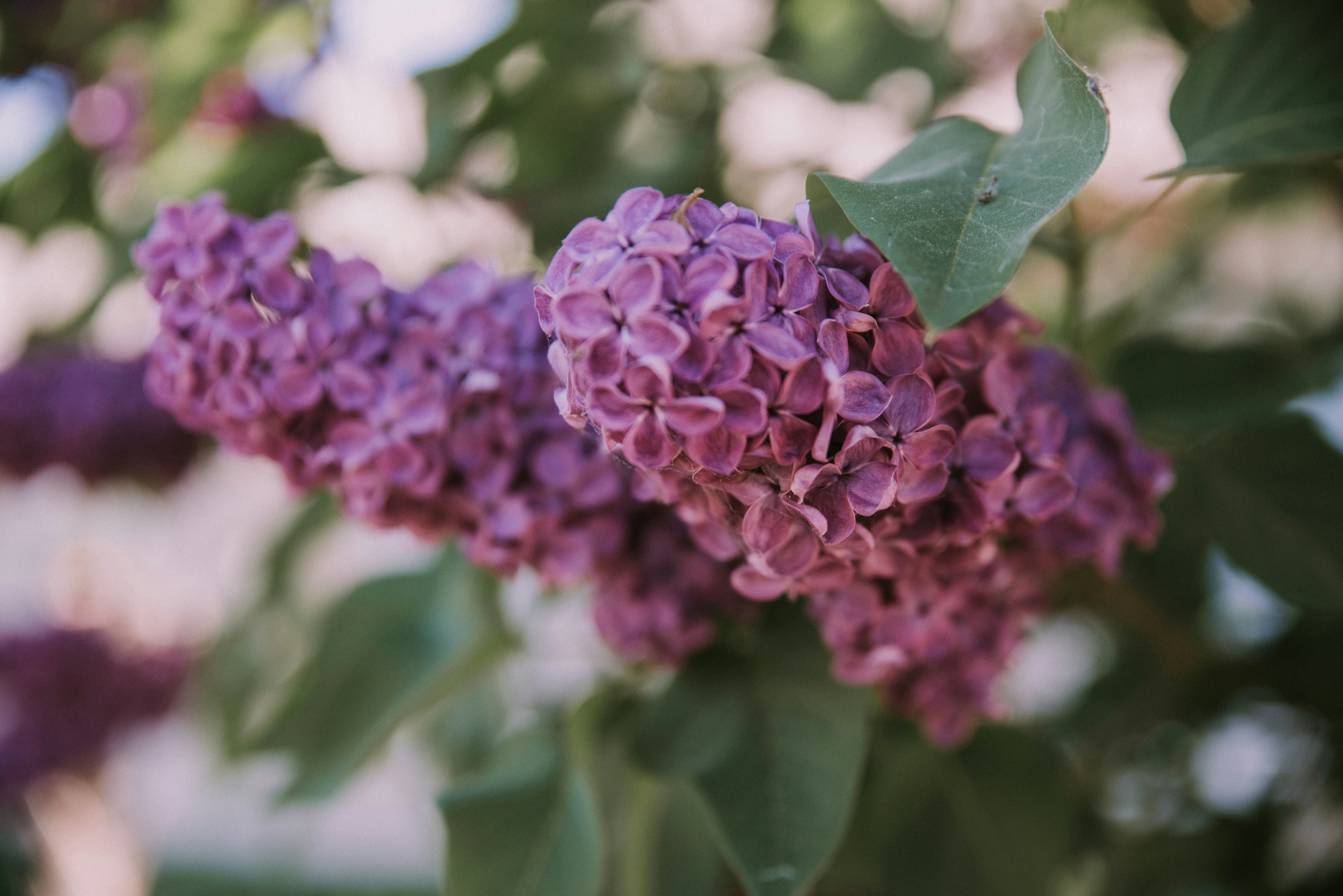 Lilac Puff: Close-up of Velvety Purple Blossoms