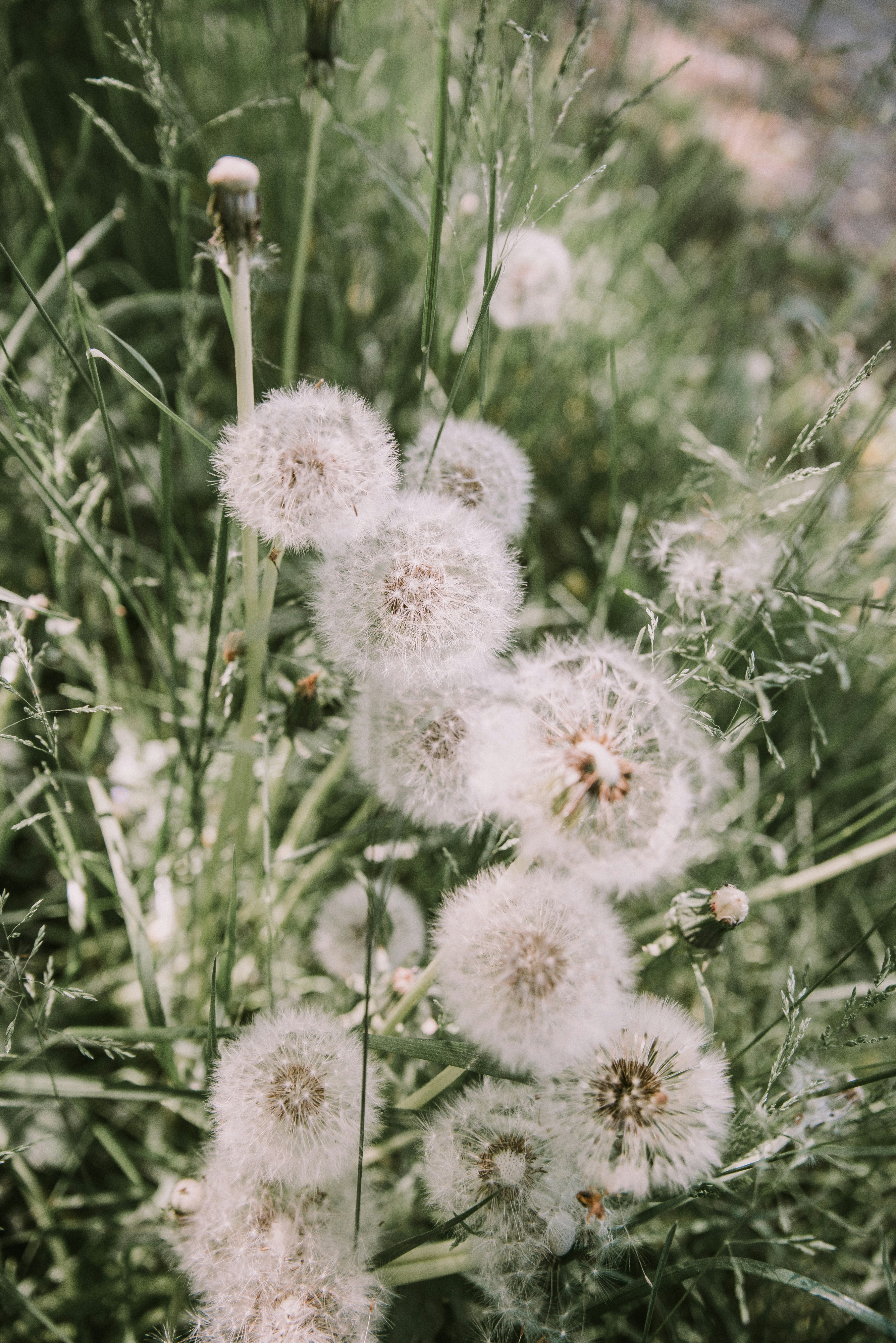 Whispering Seed Dandelions in Soft Focus Meadow