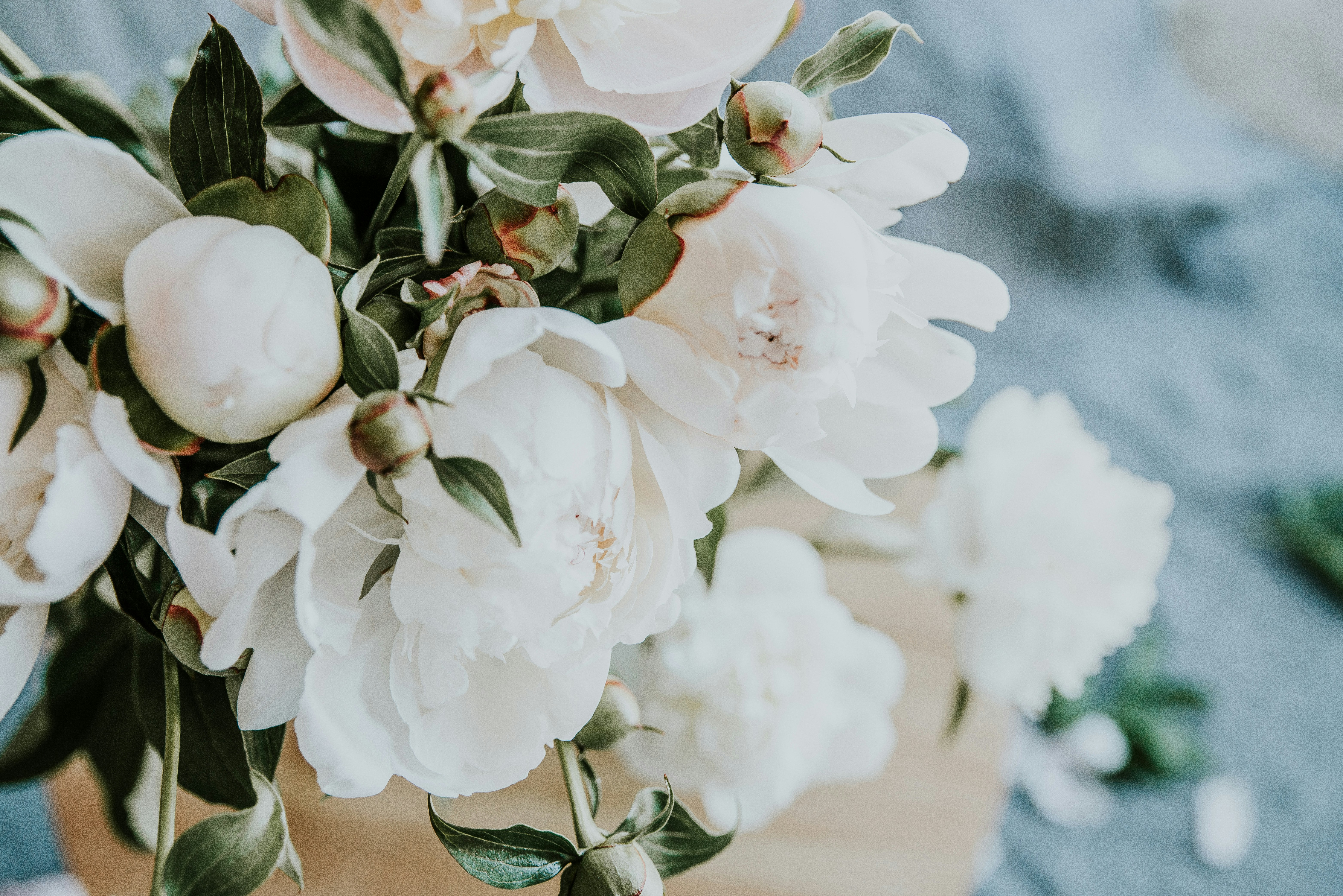 White Peonies in Soft Focus: A Gentle Bouquet Moment