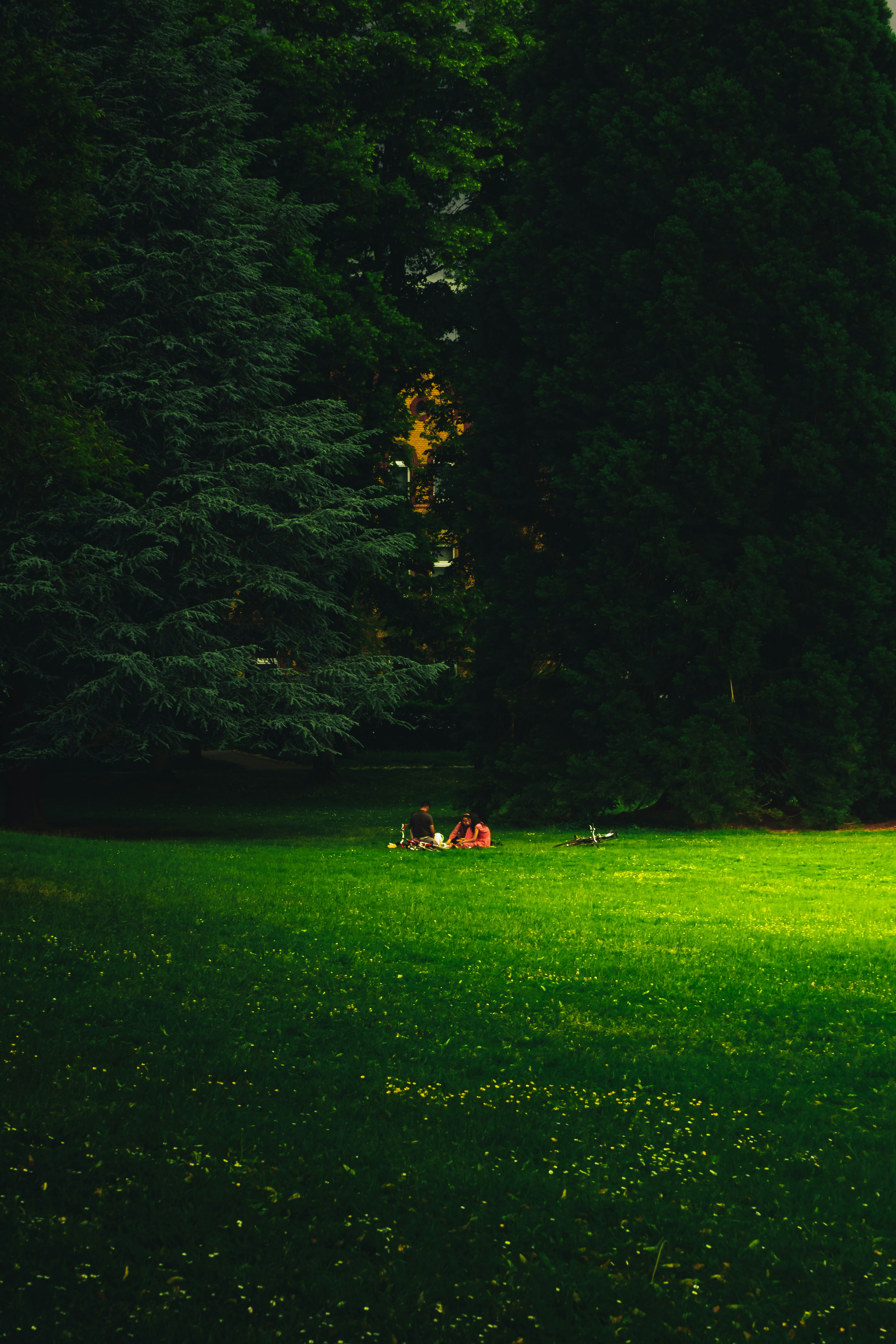 Picnic Under the Shadow of Pines