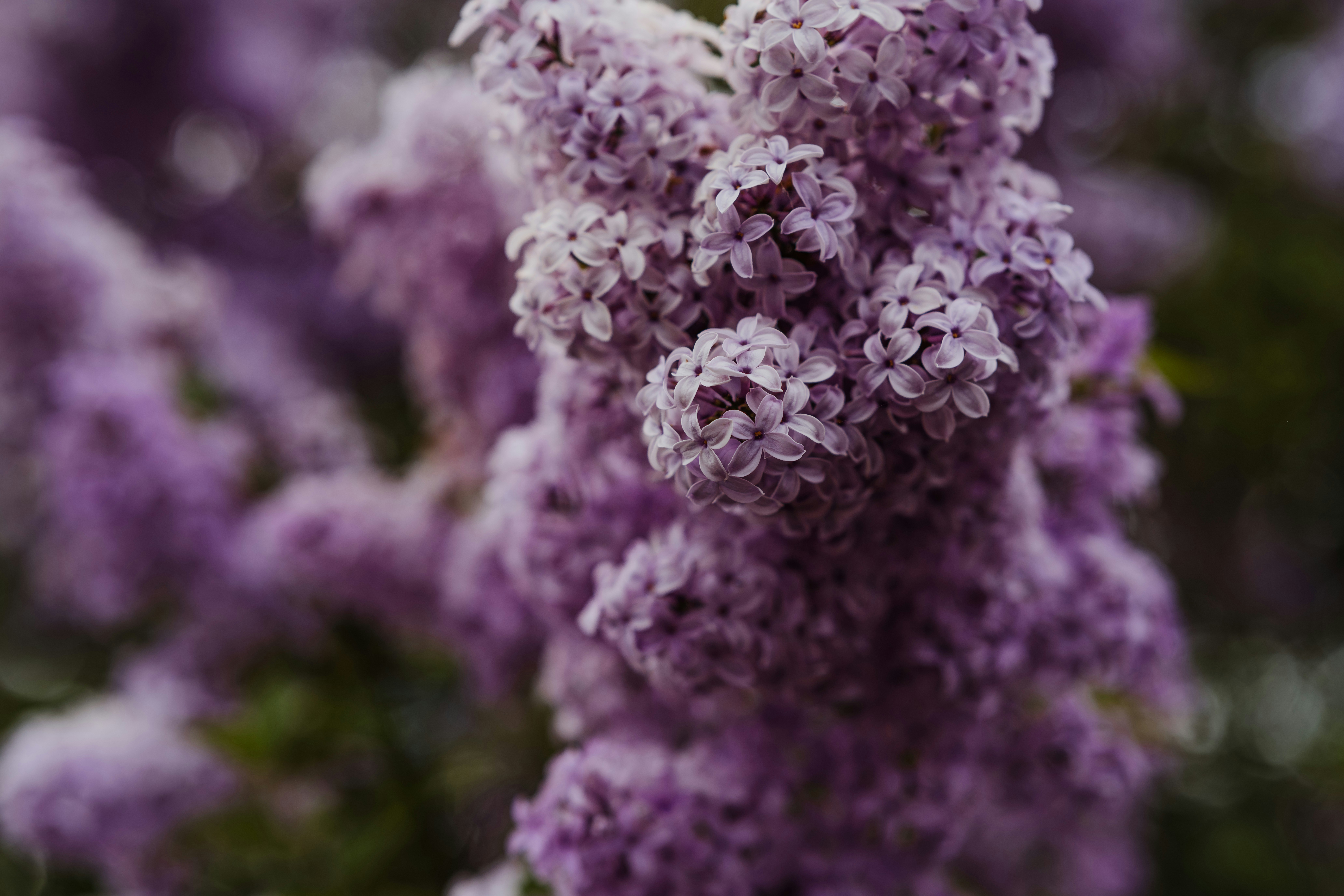 Vibrant purple lilac flowers blooming in spring.