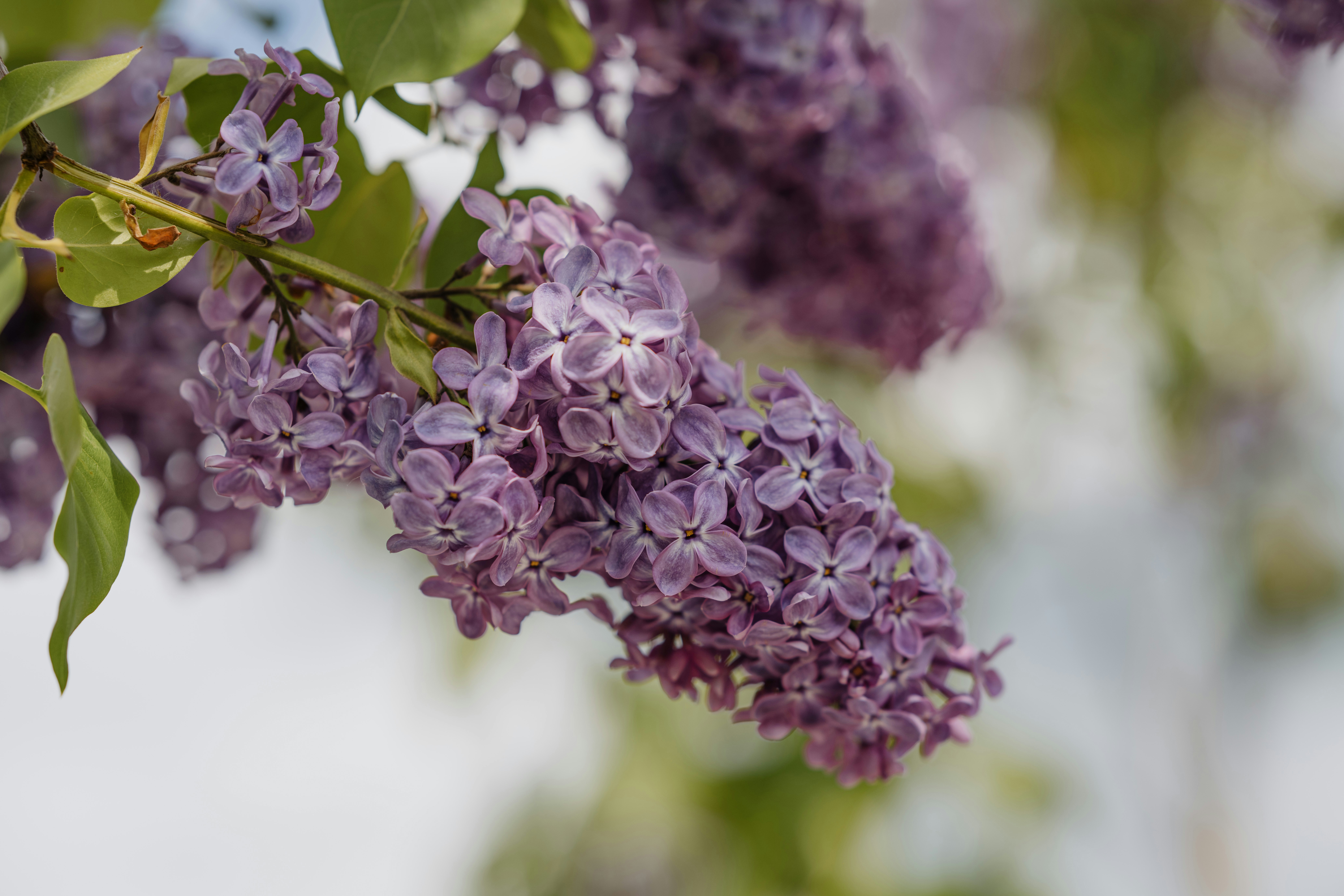 Vibrant purple lilac flowers blooming on a branch.