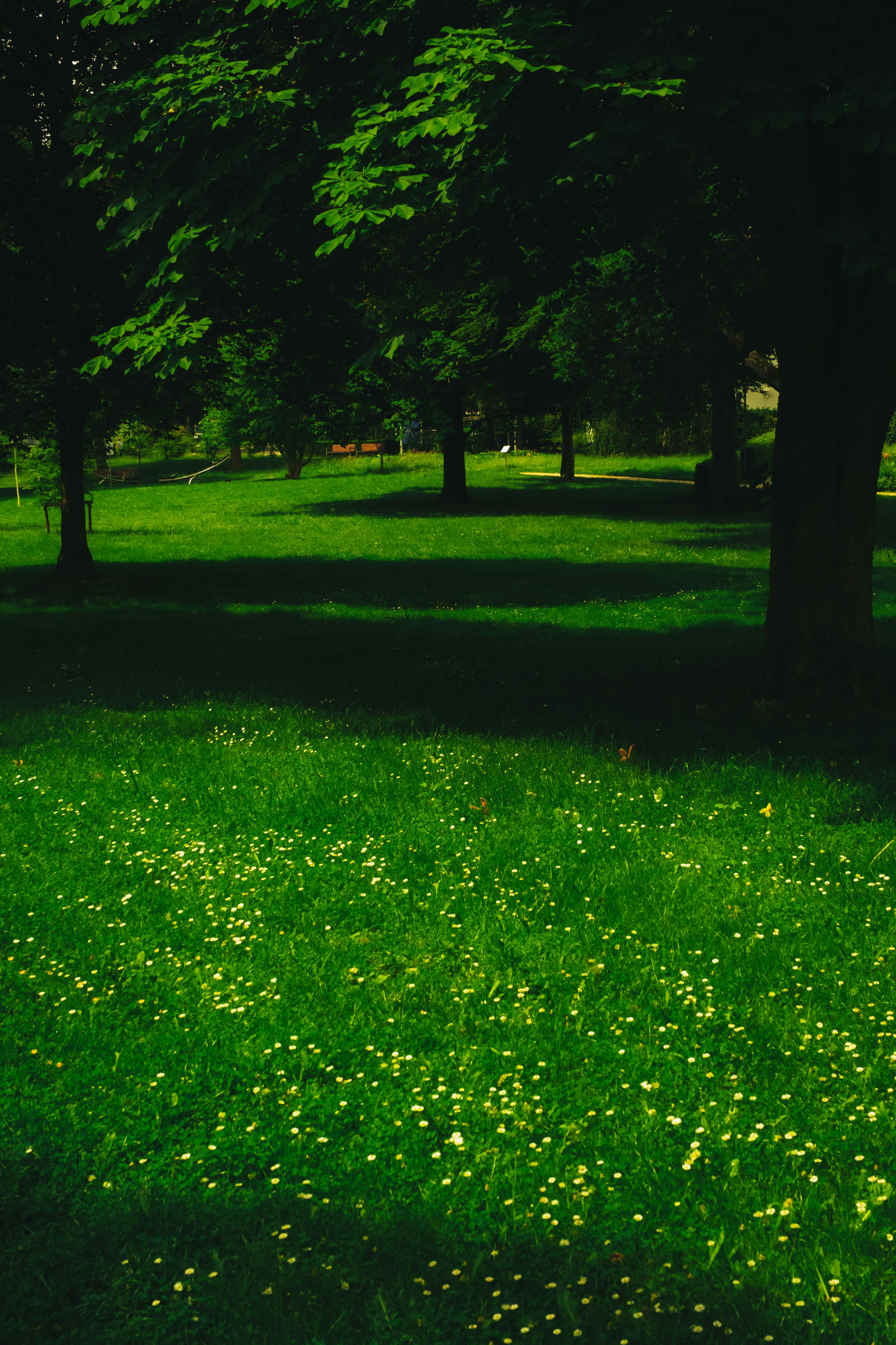 Sunlit Clearing in a Leafy Park
