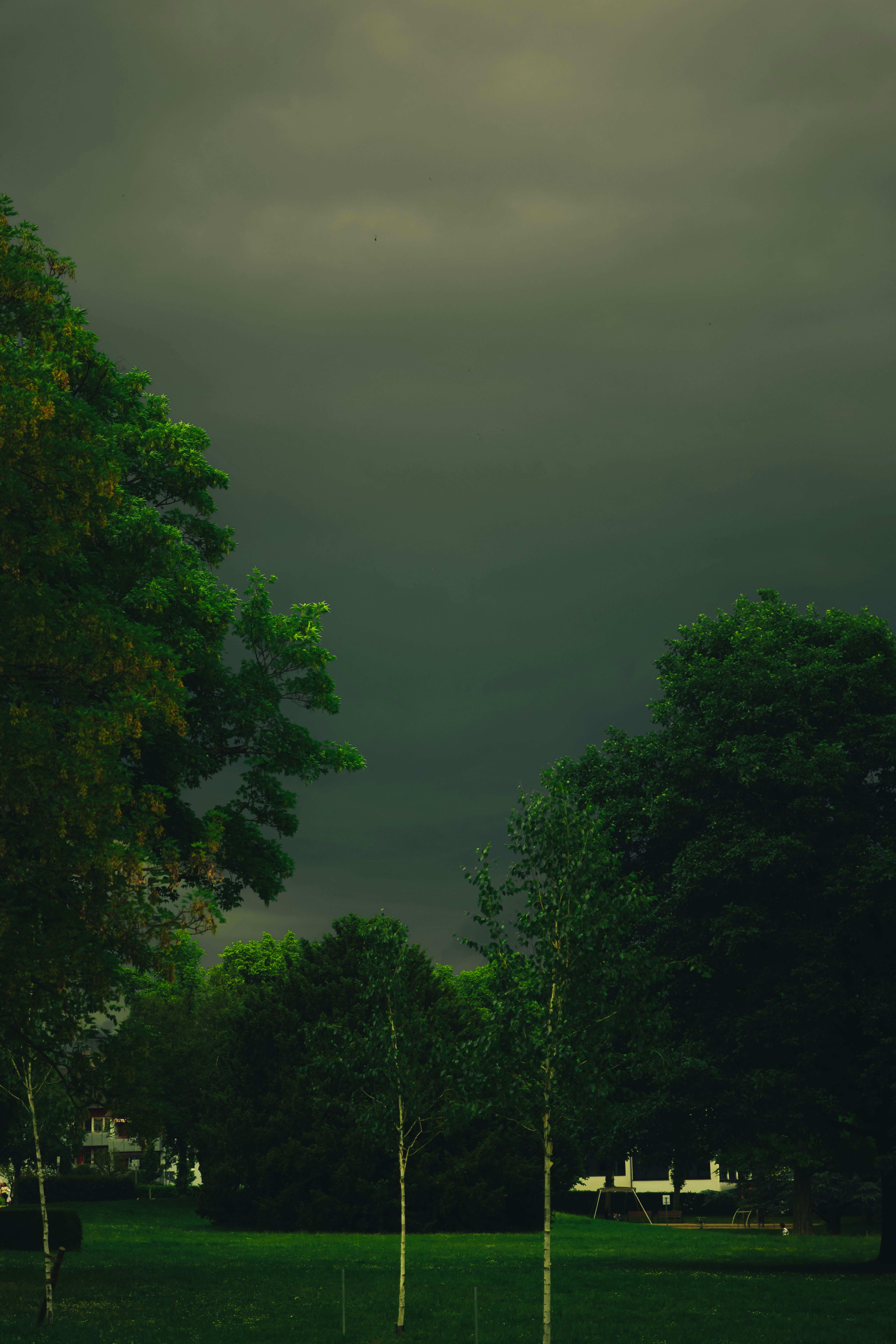 Evening Orchard: A Quiet Field Under Velvet Skies