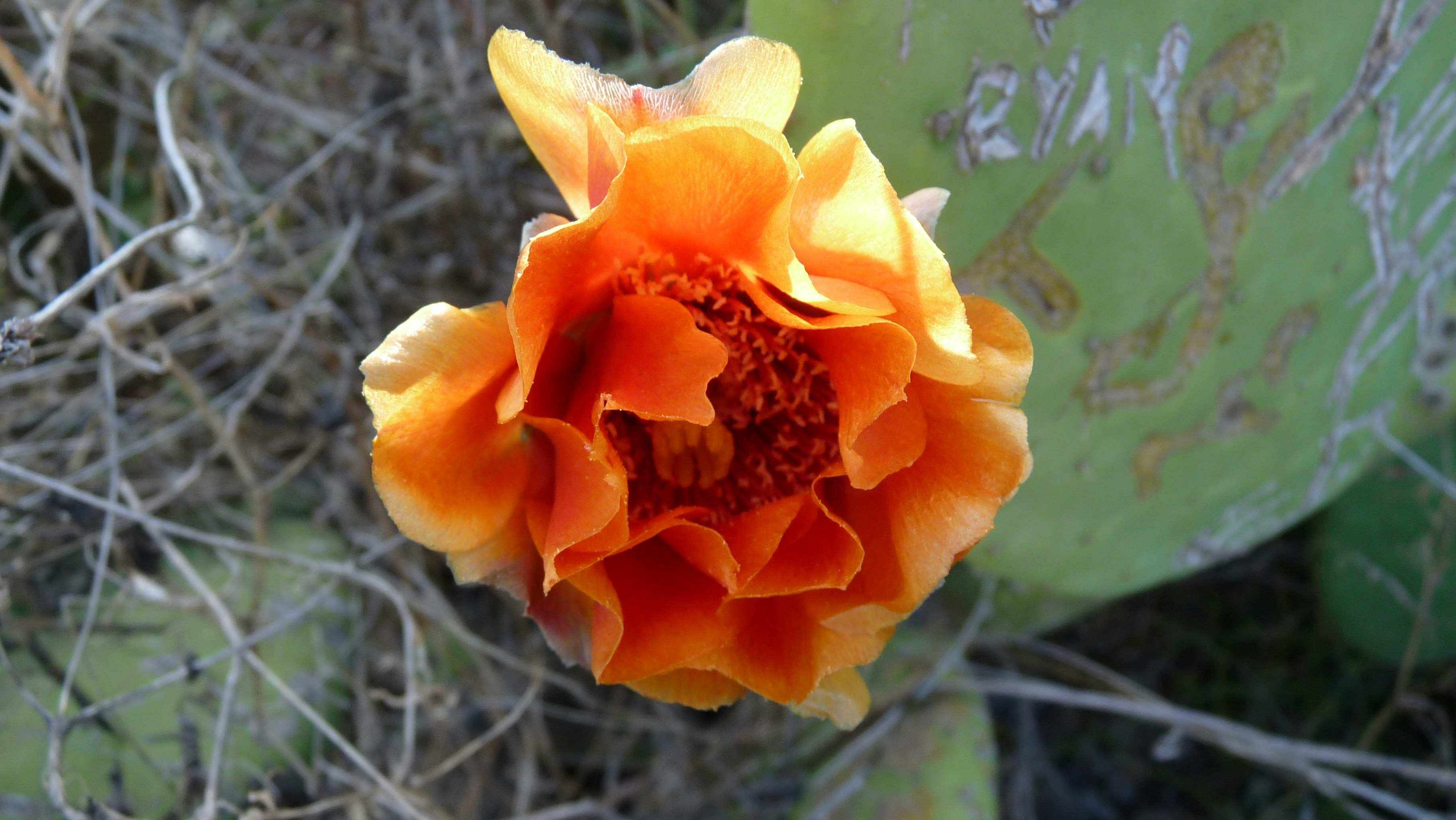 Orange bloom centers the frame against weathered green backdrop