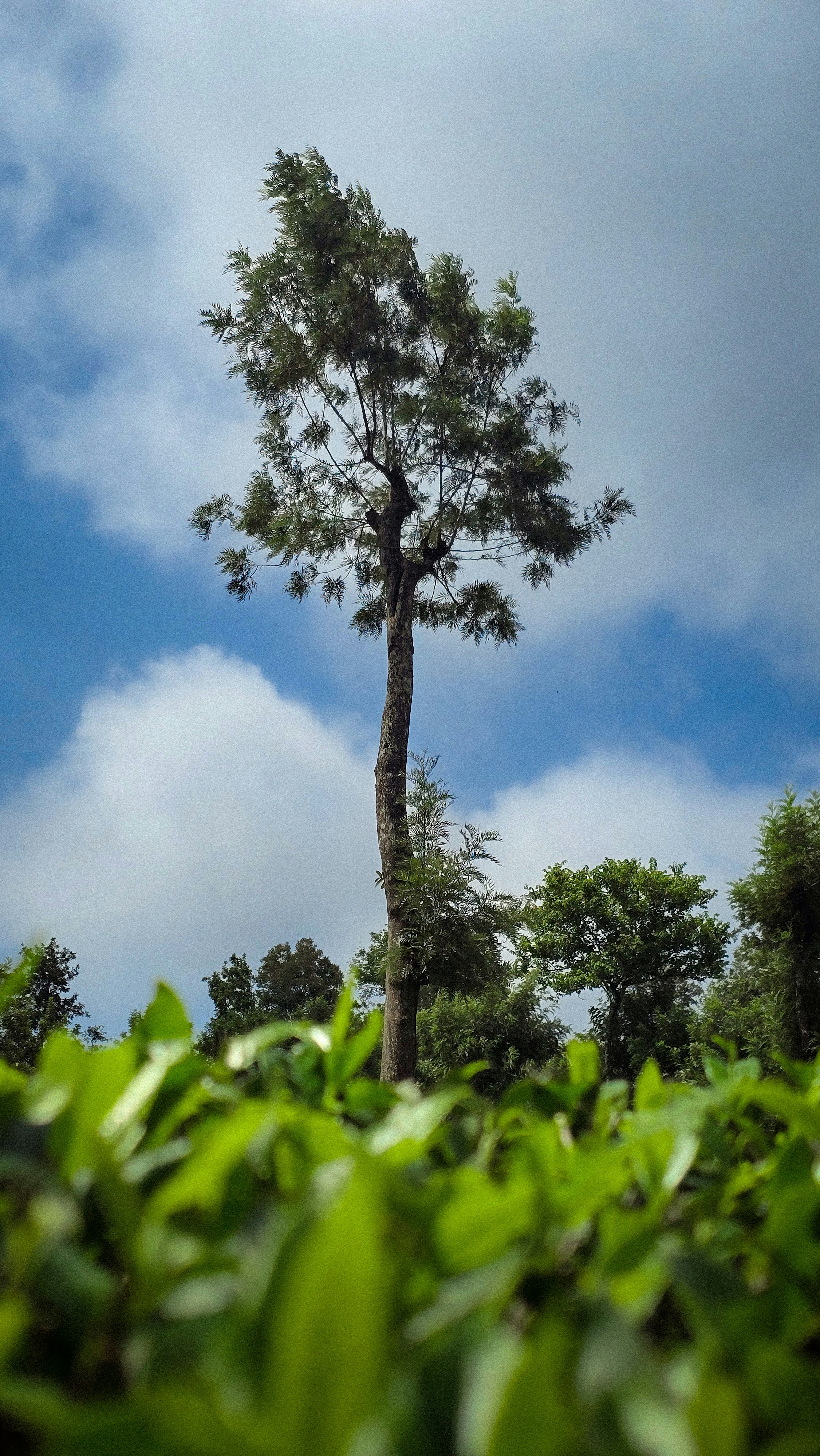 Tall Lone Tree Reaching Toward a Bright Sky