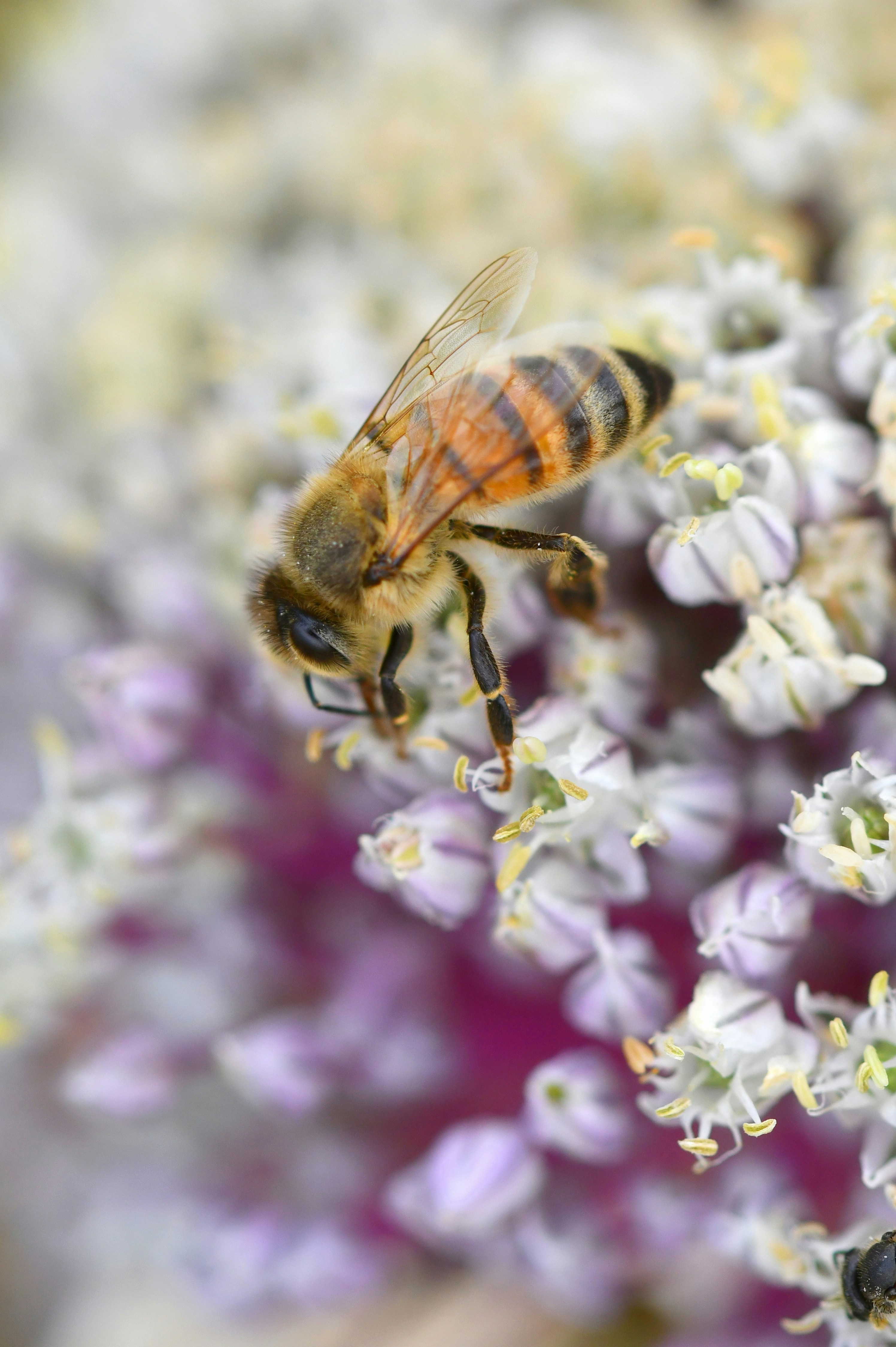 Close-Range Pollinator: A Bee in Sharp Focus Among Lavender Hues