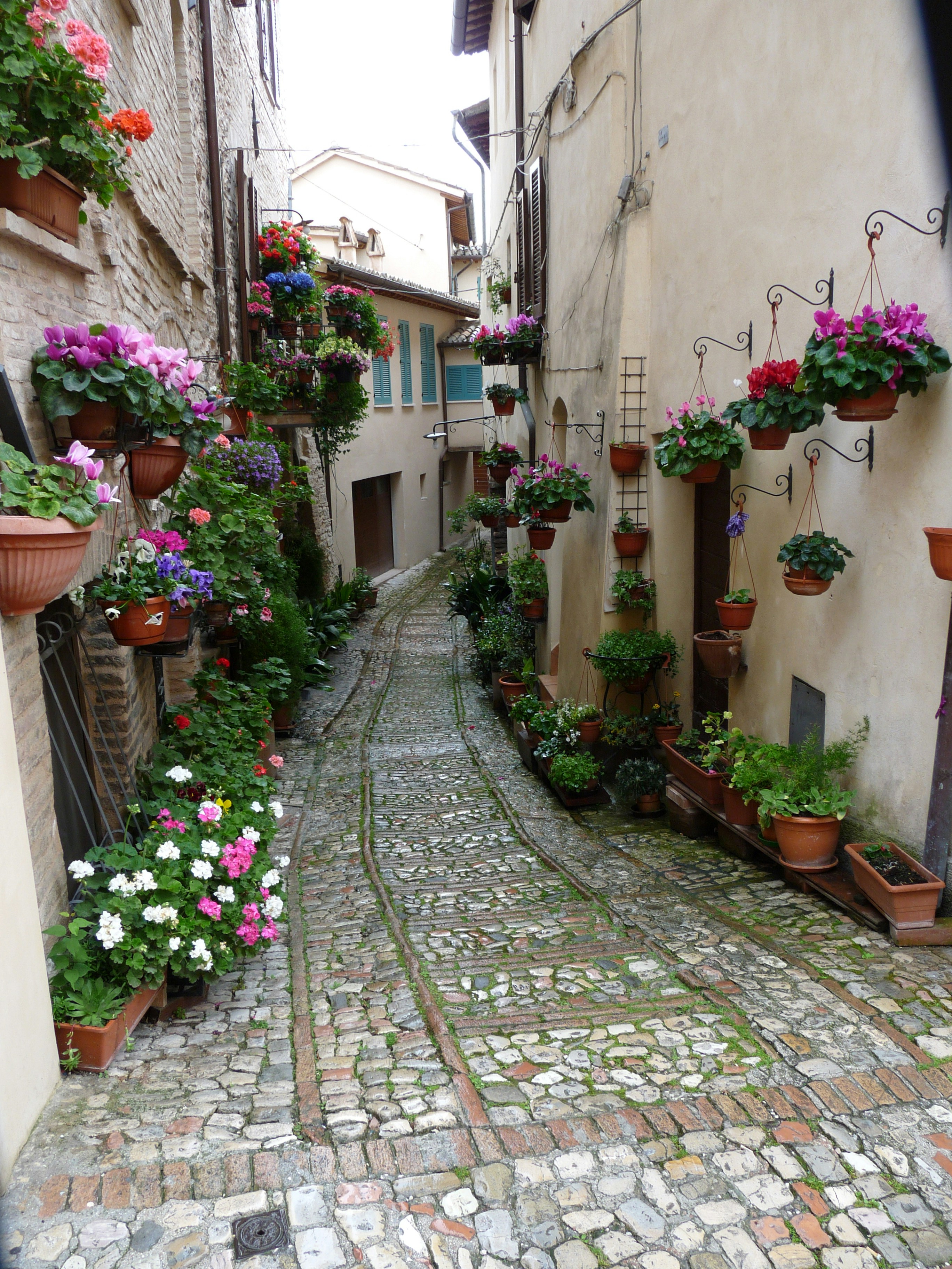 A Cobblestone Alley Framed by Bouquets in Bloom