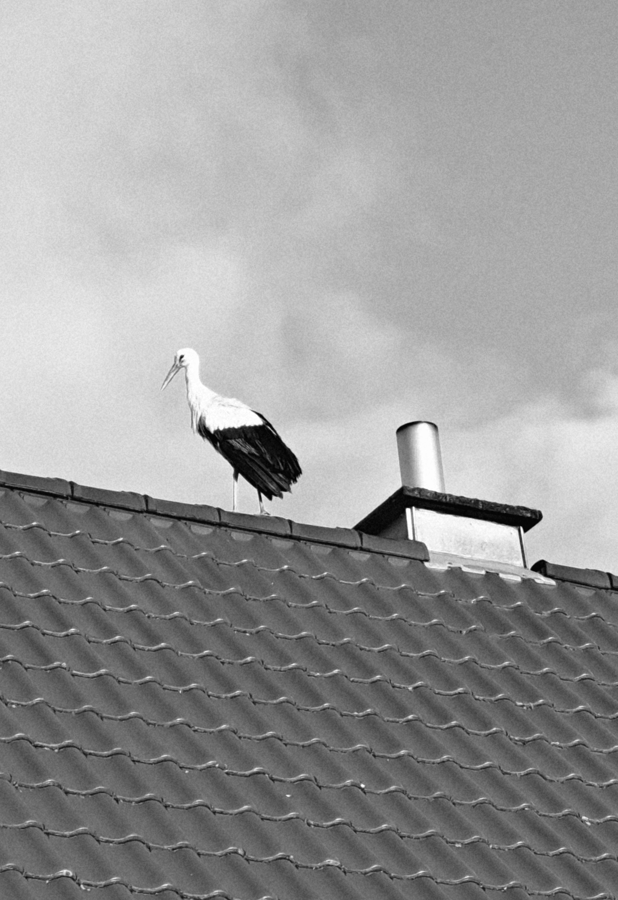 Stork on a Quiet Rooftop: A Mono Moment