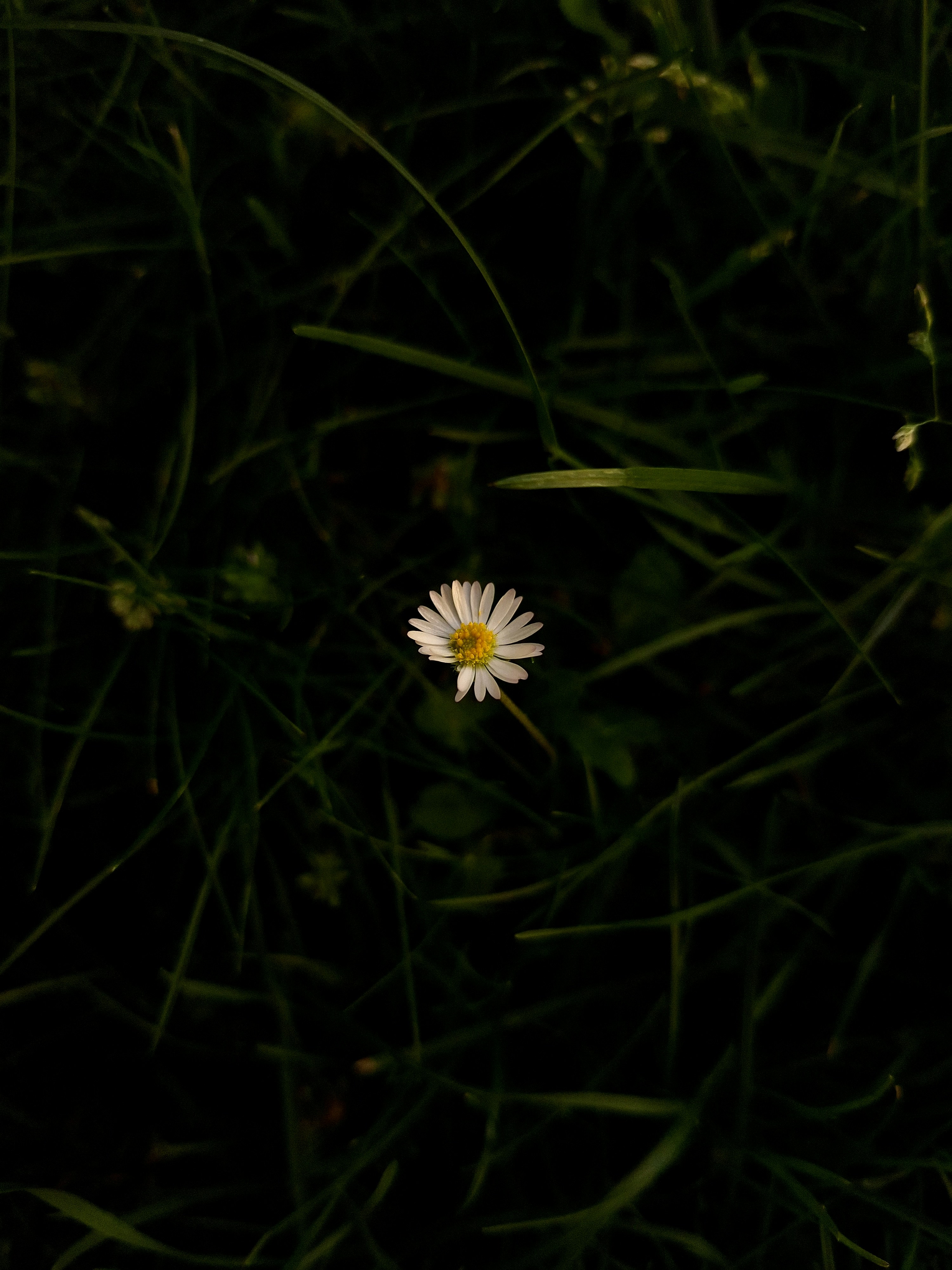 Samsung Galaxy A57 5G Sample Shots