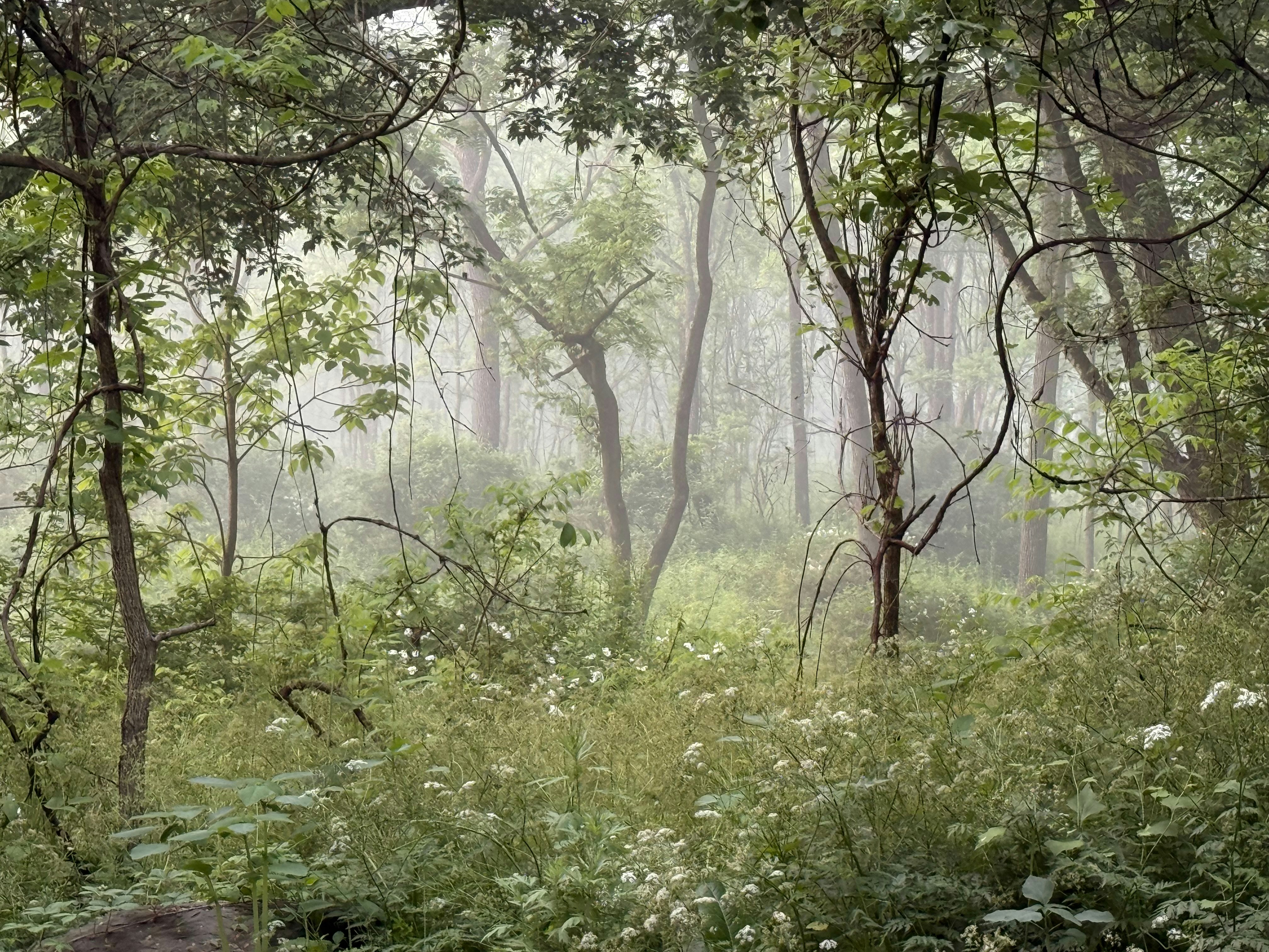 Misty Green Corridor