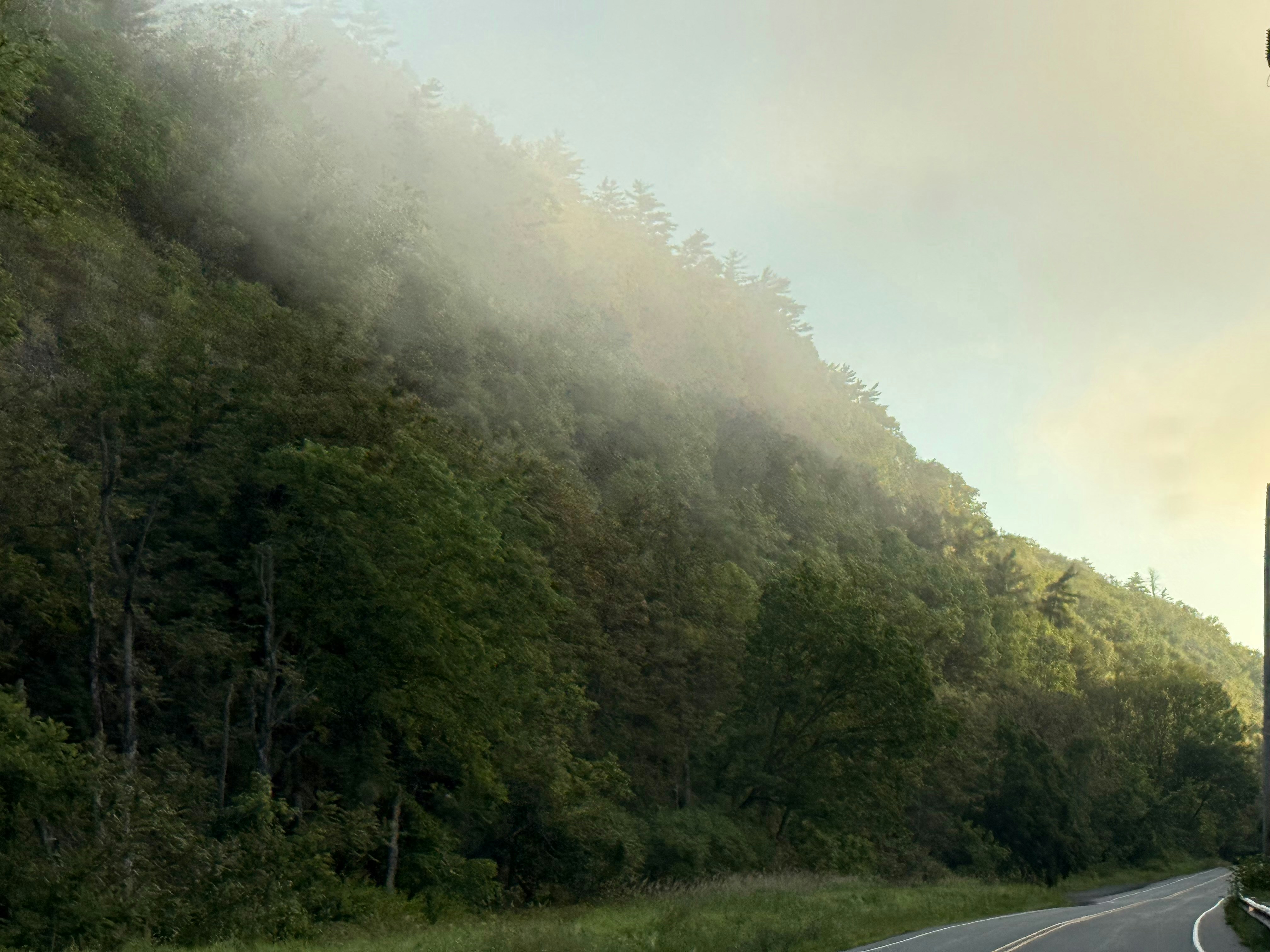 Misted Ridge: Forest Bank Draped in Morning Fog