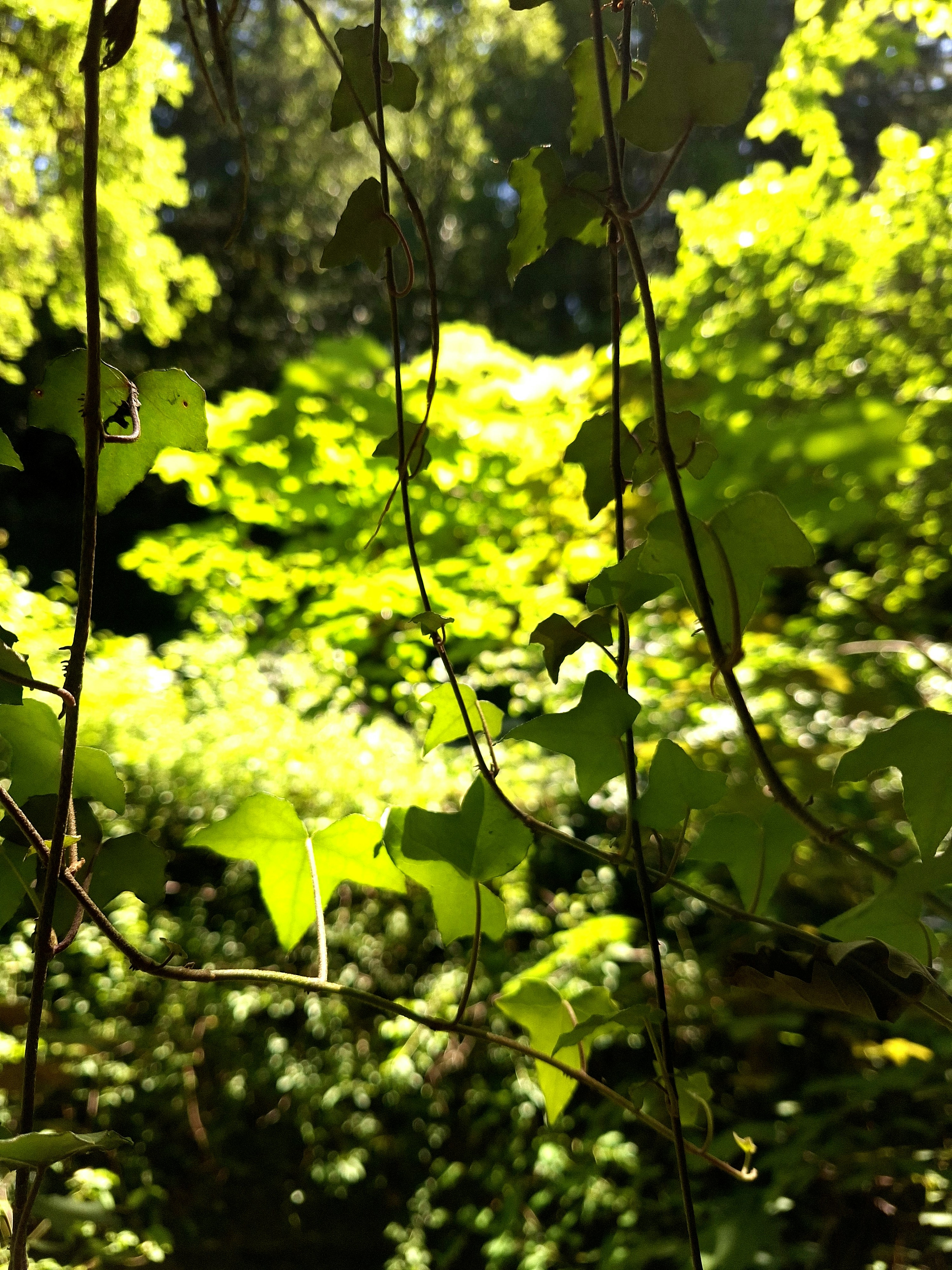 Sunlit Ivy Veil in a Quiet Green Glade