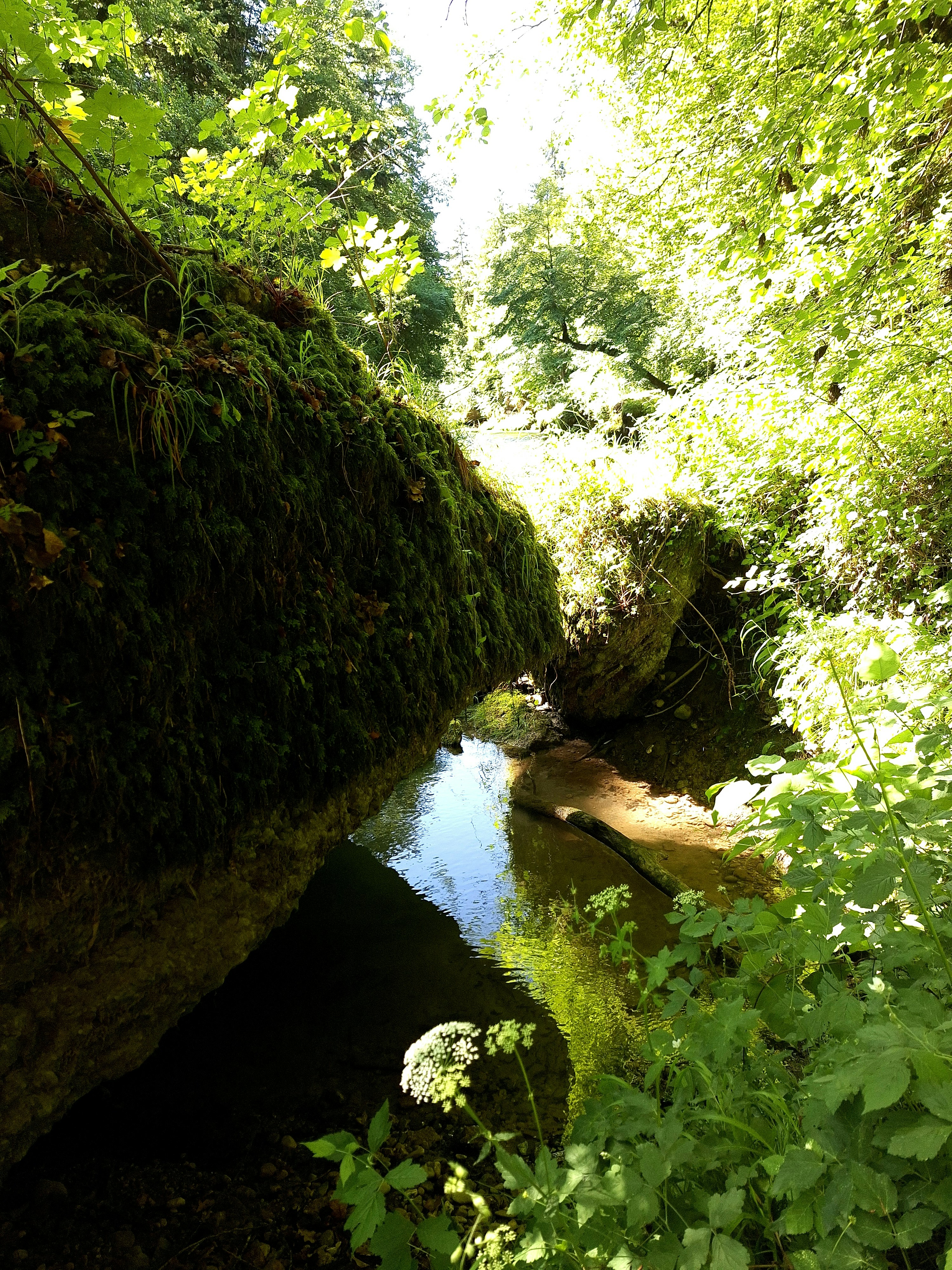 Sunlit Gorge: A Narrow Stream Between Mossy Walls