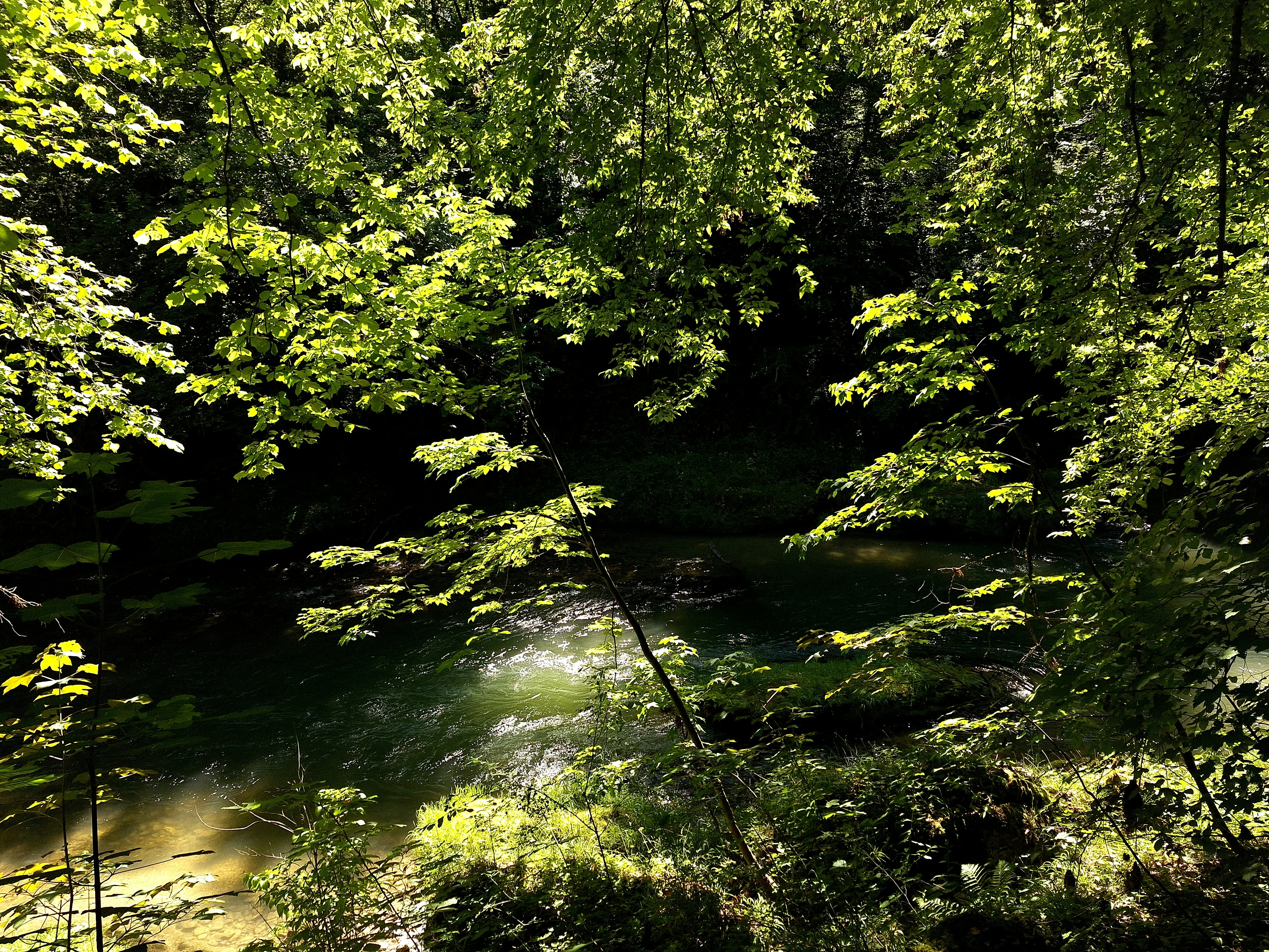 Sunlit Stream through a Lush Green Canopy