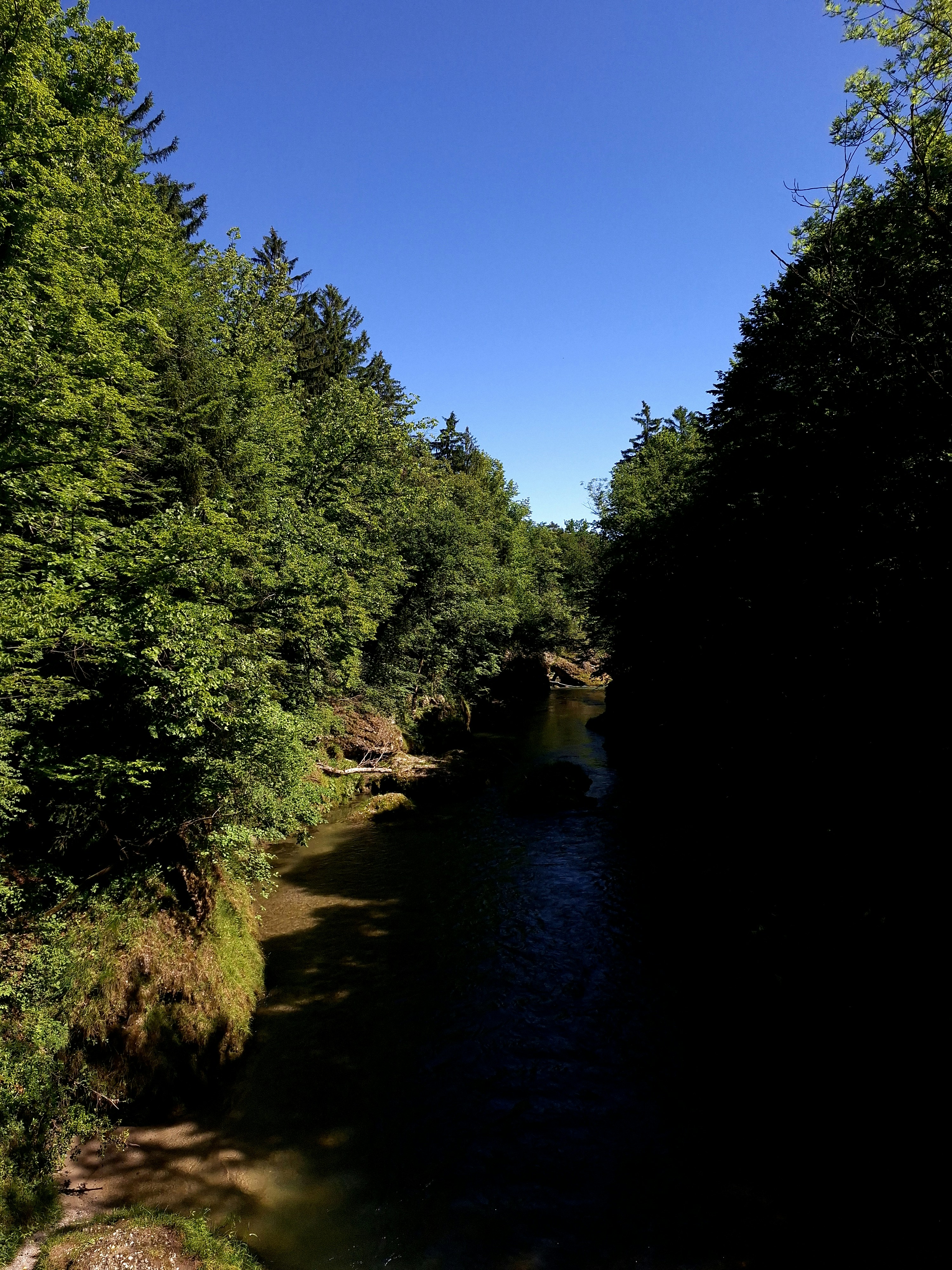 River Through a Canopy: Sunlit Crest Between Green Folds
