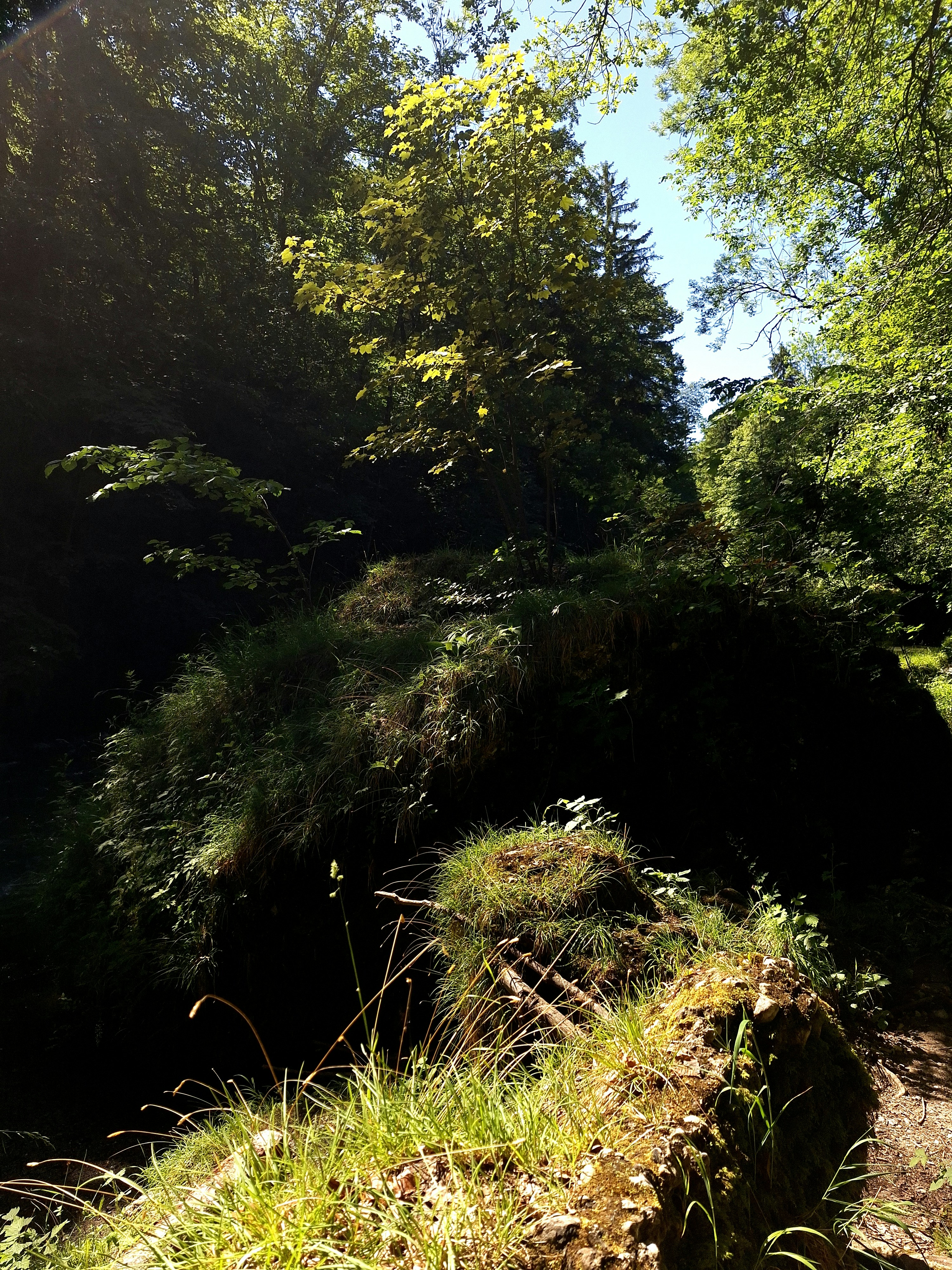 Sunlit Ridge in a Quiet Forest Gorge
