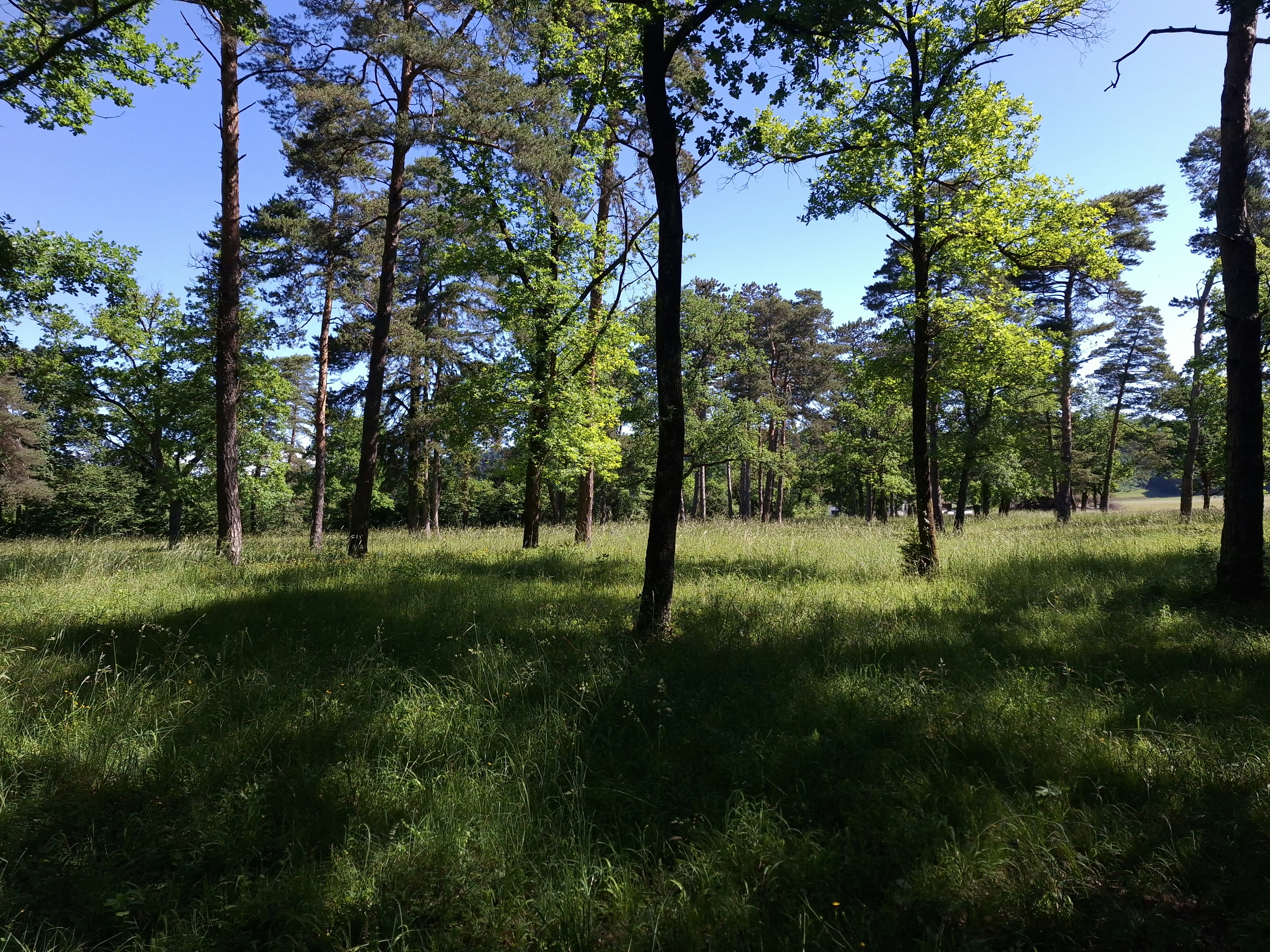 Sunlit Clearing: Trees Dotted Across a Velvet Meadow
