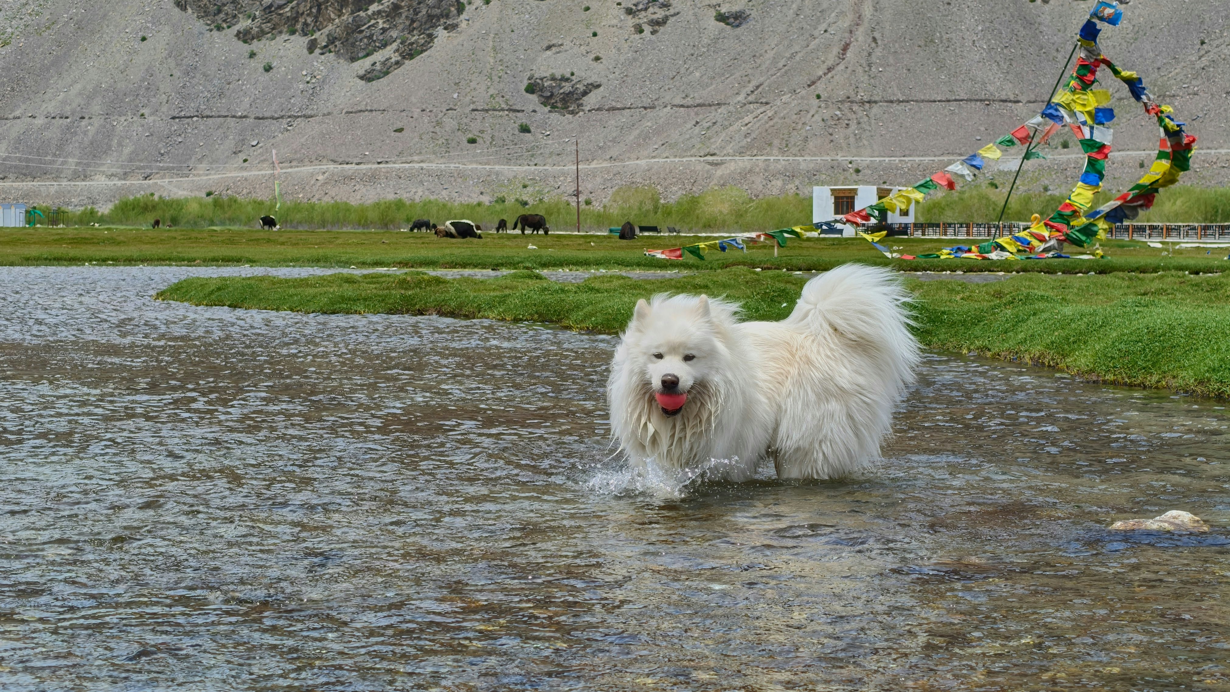 White fluffy dog splashes through shallow river with prayer flags and hillside backdrop