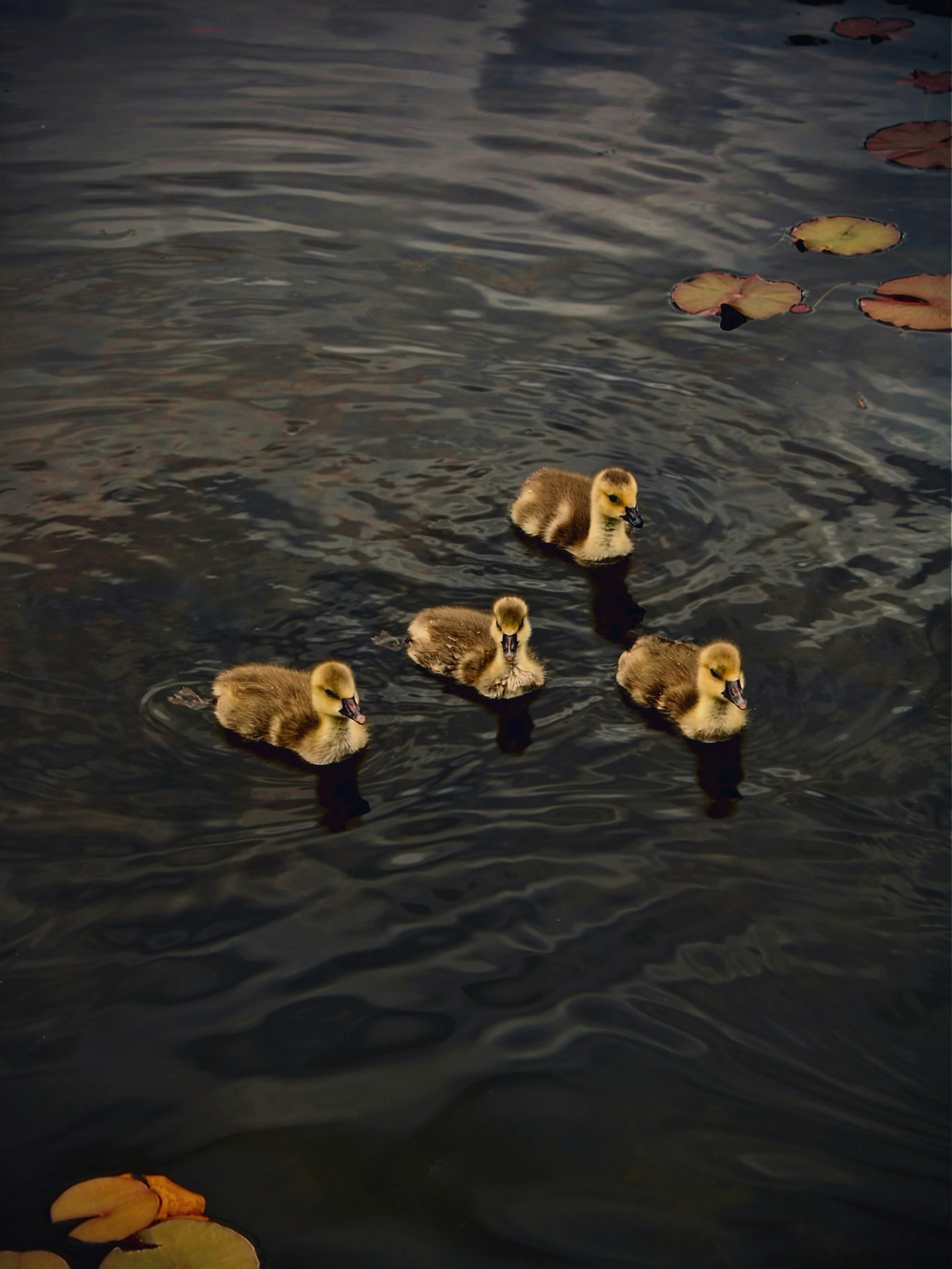Four Ducklings Drift in Quiet Water