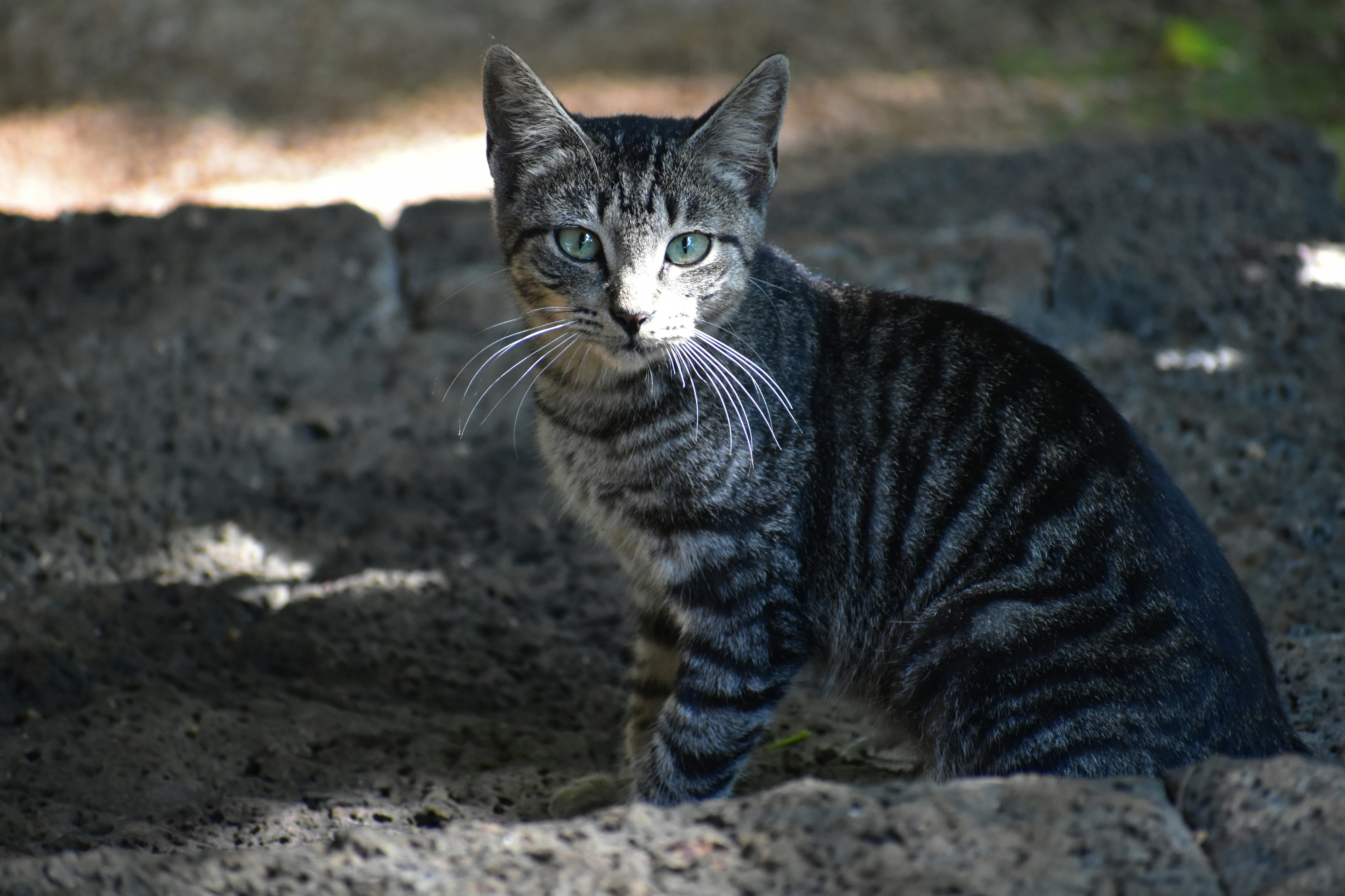 Grey tabby in dappled shade: watchful gaze on a sunlit step