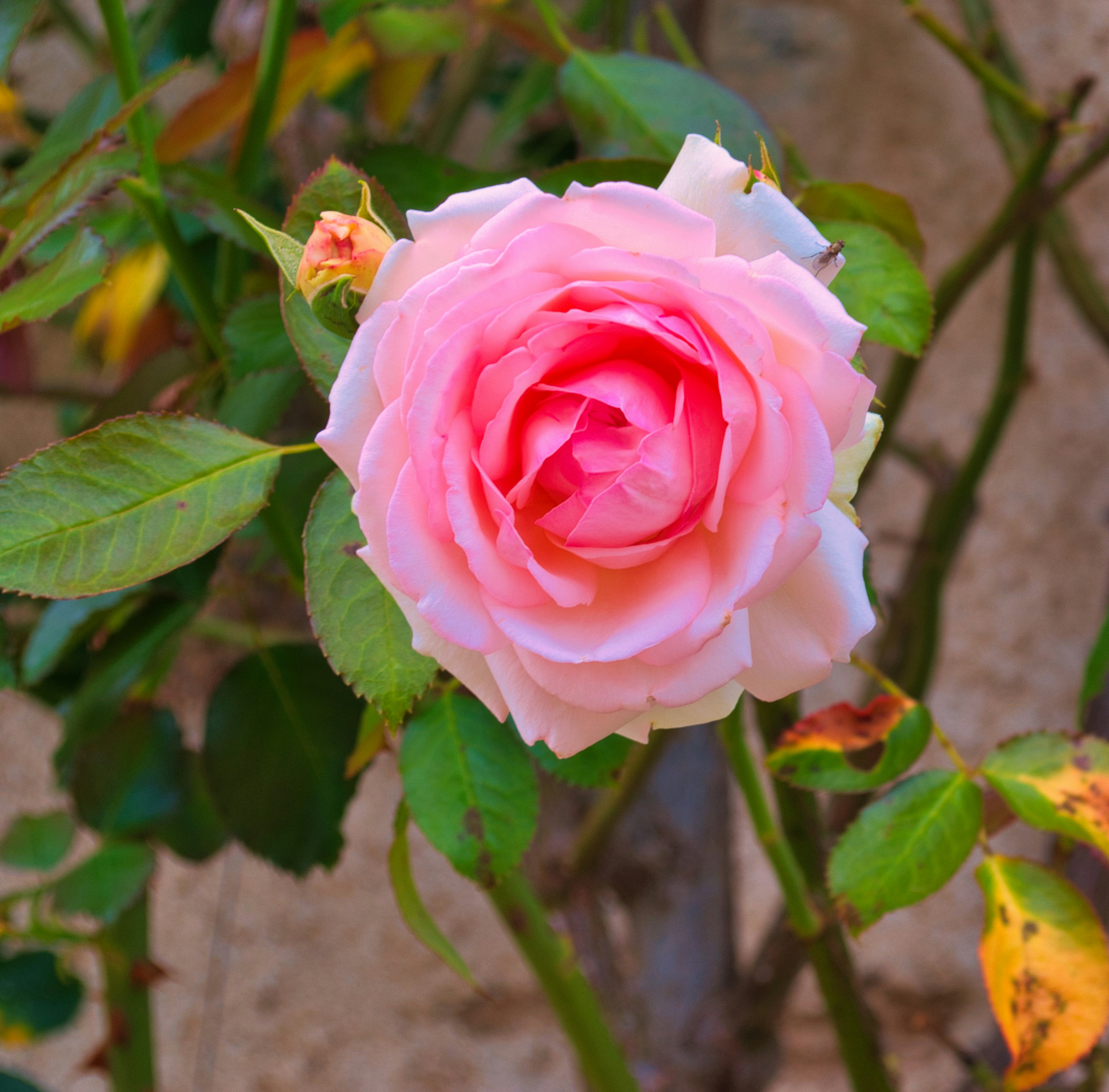 Pink Rose in Focus: Delicate Bloom Against a Rustic Wall